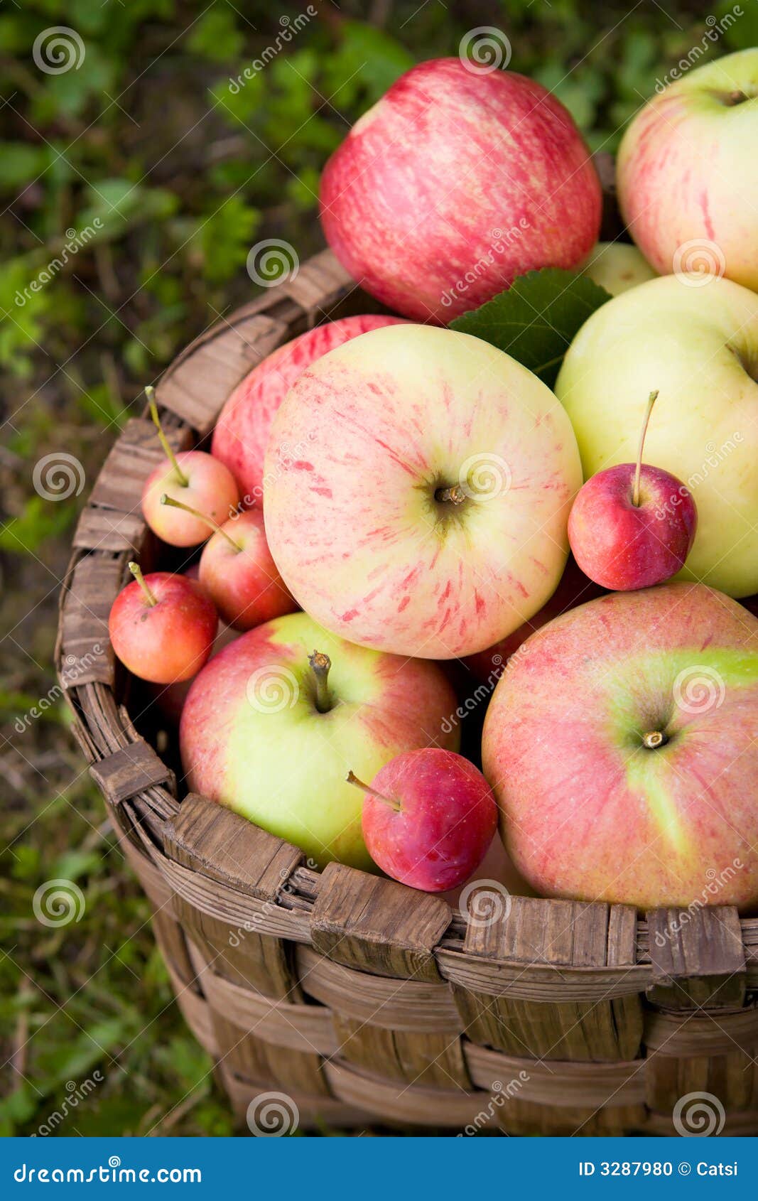 Red and green apples stock photo. Image of apple, food - 3287980