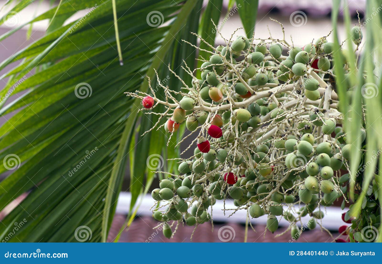 Red and Green Areca Nut Palm, Betel Nuts, Betel Palm (Areca Catechu ...