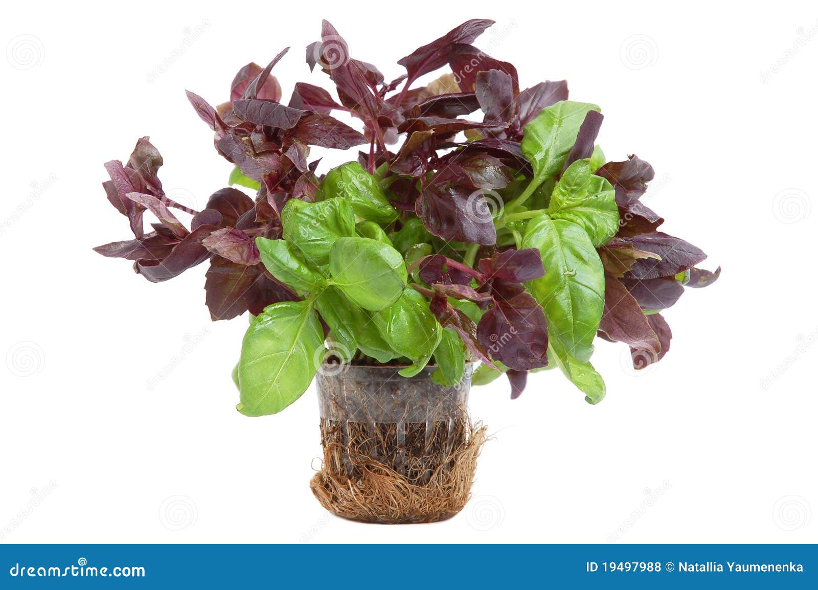 Red and green basil stock photo. Image of green, gardening - 19497988