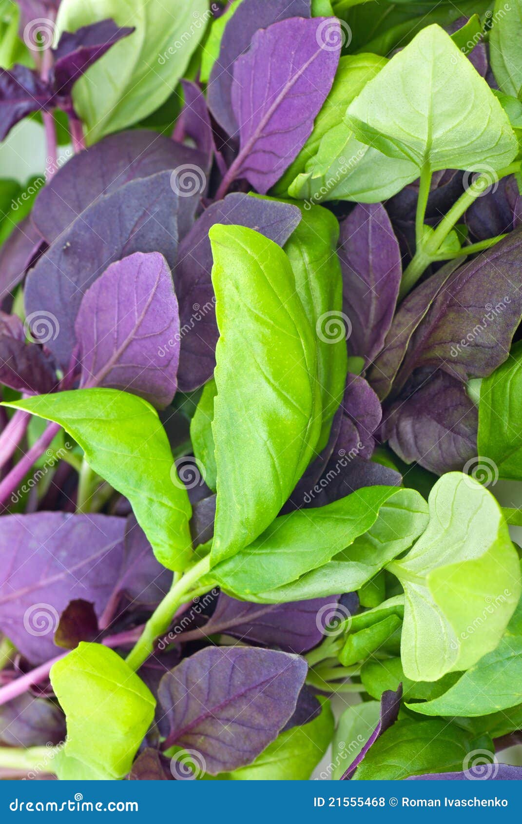 Red and green basil stock photo. Image of vegetable, herb - 21555468