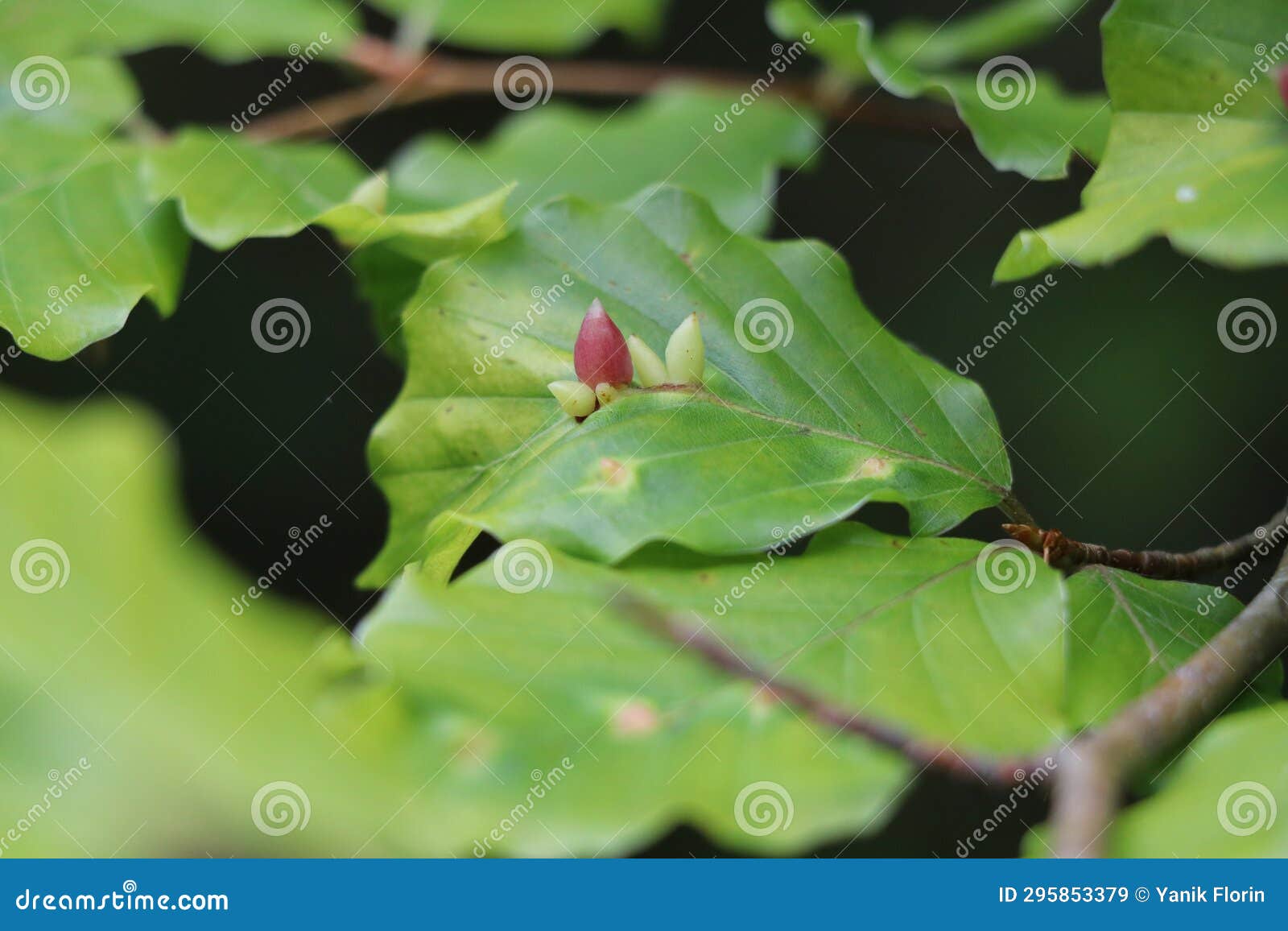 Beech Galls Growing On The Upper Side Of Green Beech Leaves Royalty ...