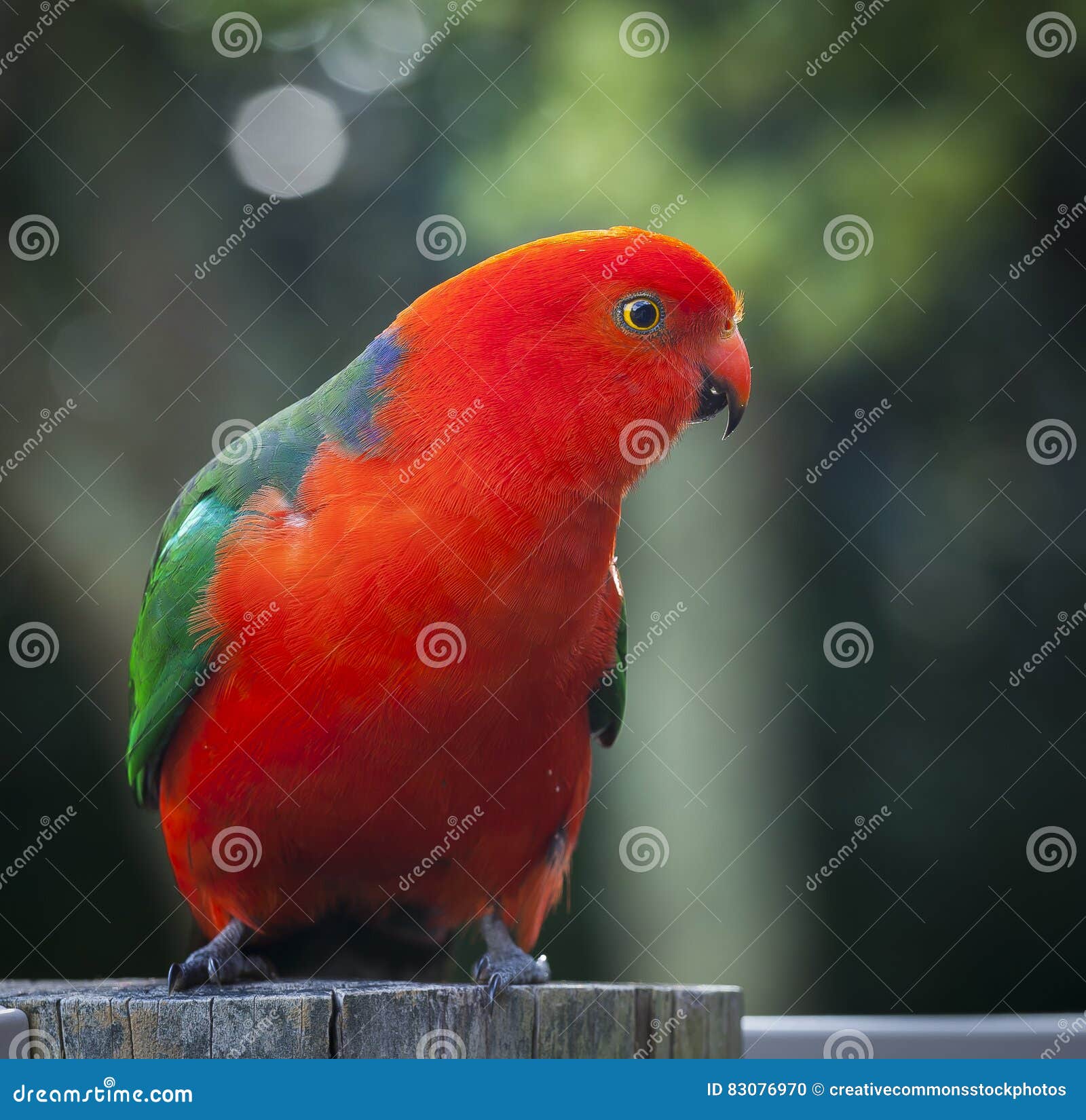 Red And Green Bird On Gray Tree Picture. Image: 83076970