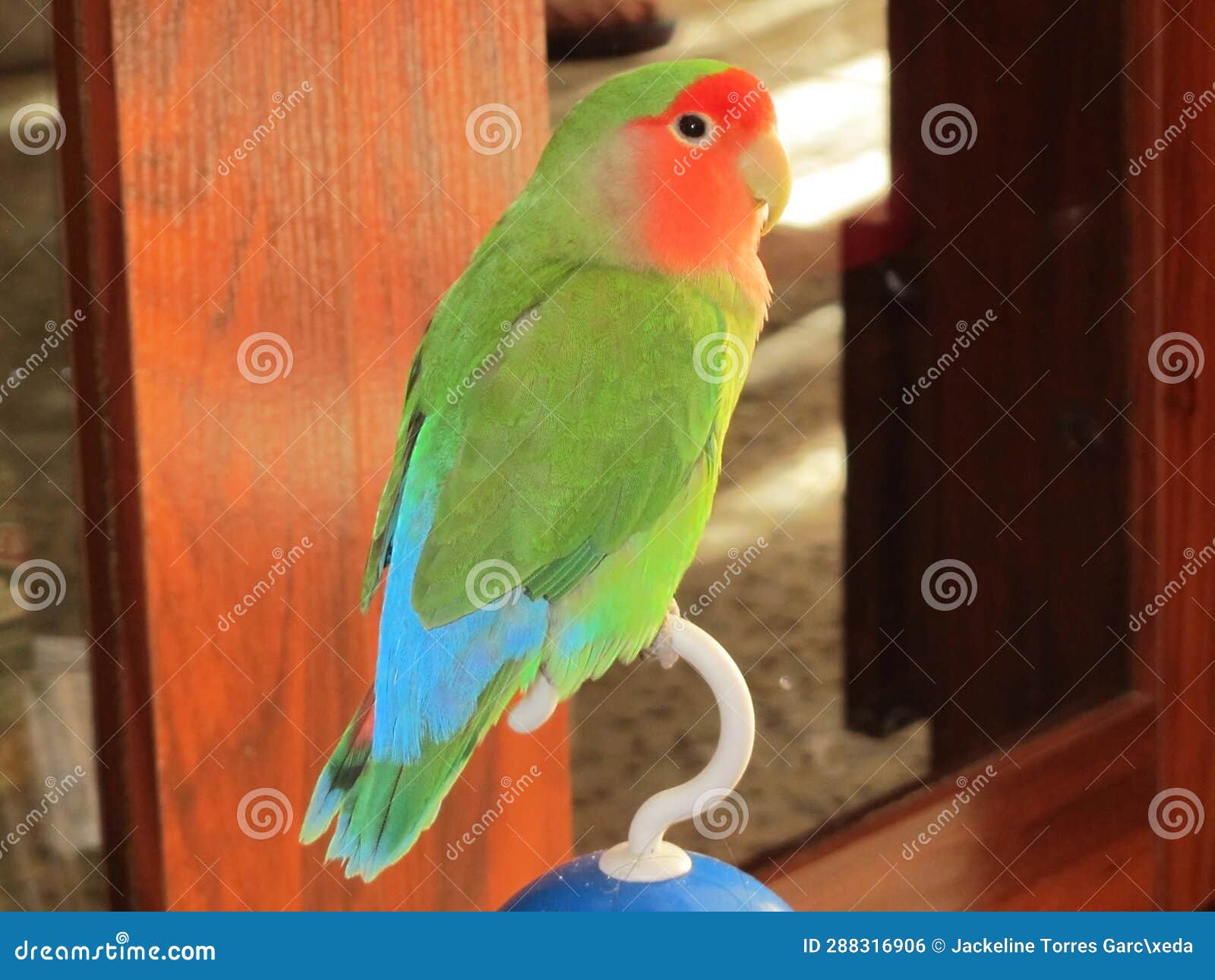 Red green and blue parrot stock photo. Image of budgie - 288316906