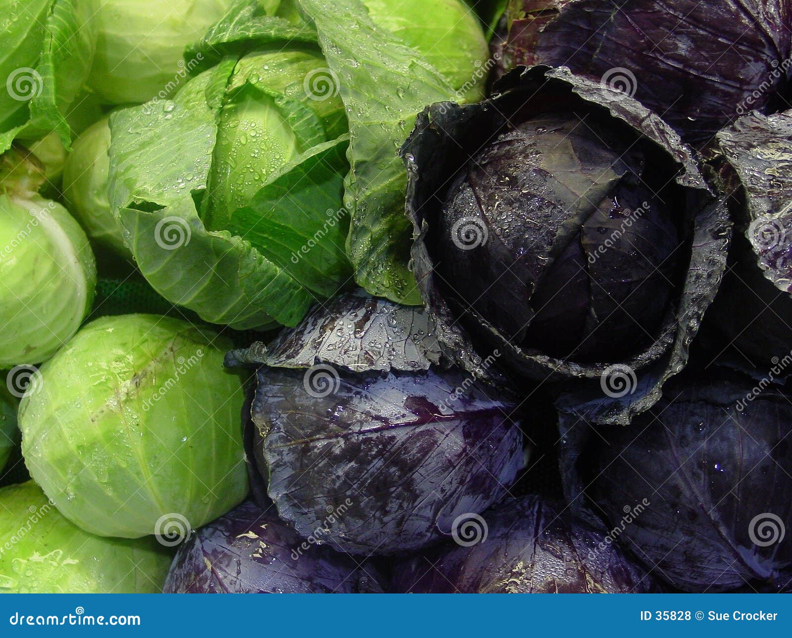 Red and Green Cabbage stock photo. Image of fried, grocery - 35828
