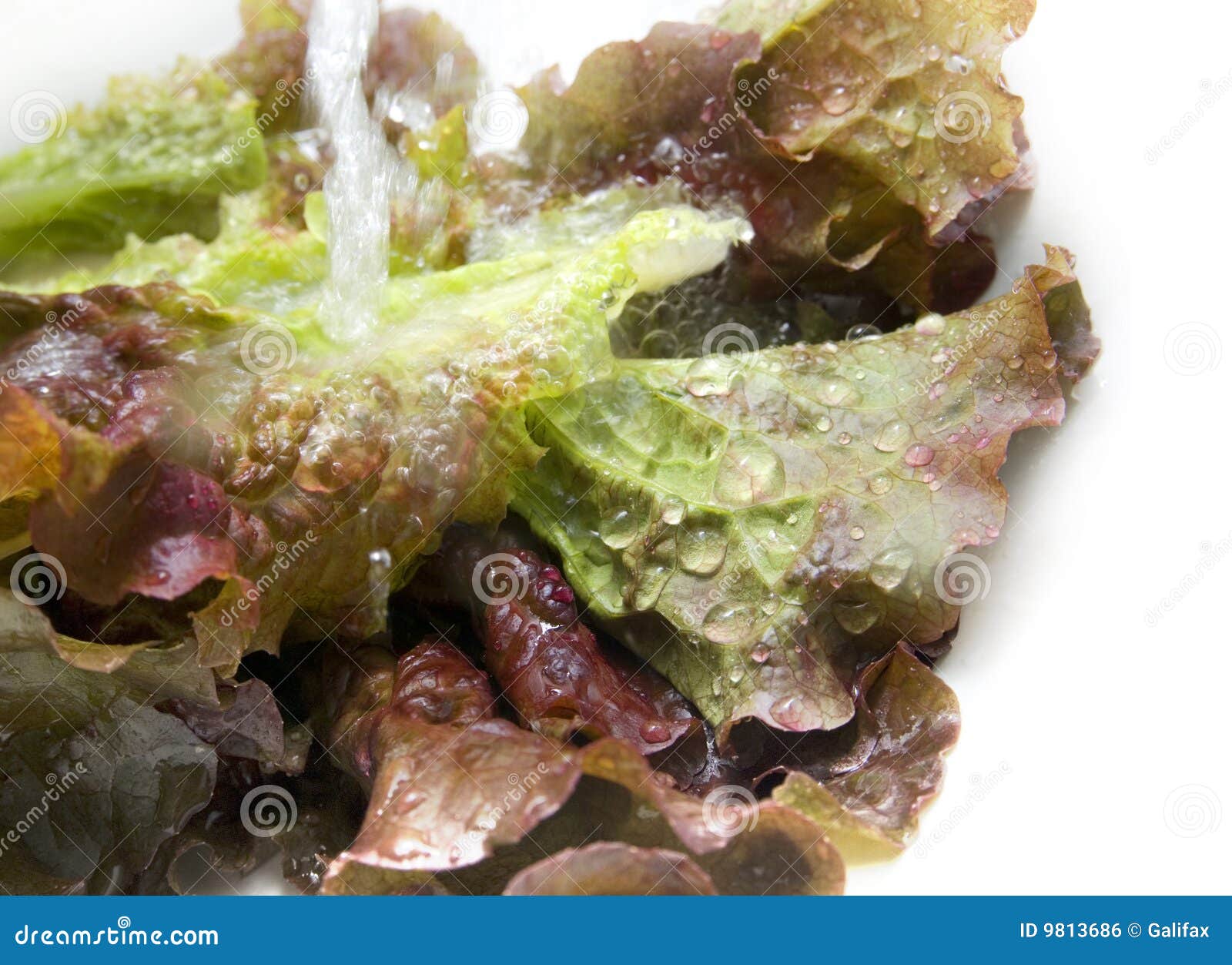 Red and green cabbage stock photo. Image of veggie, food - 9813686