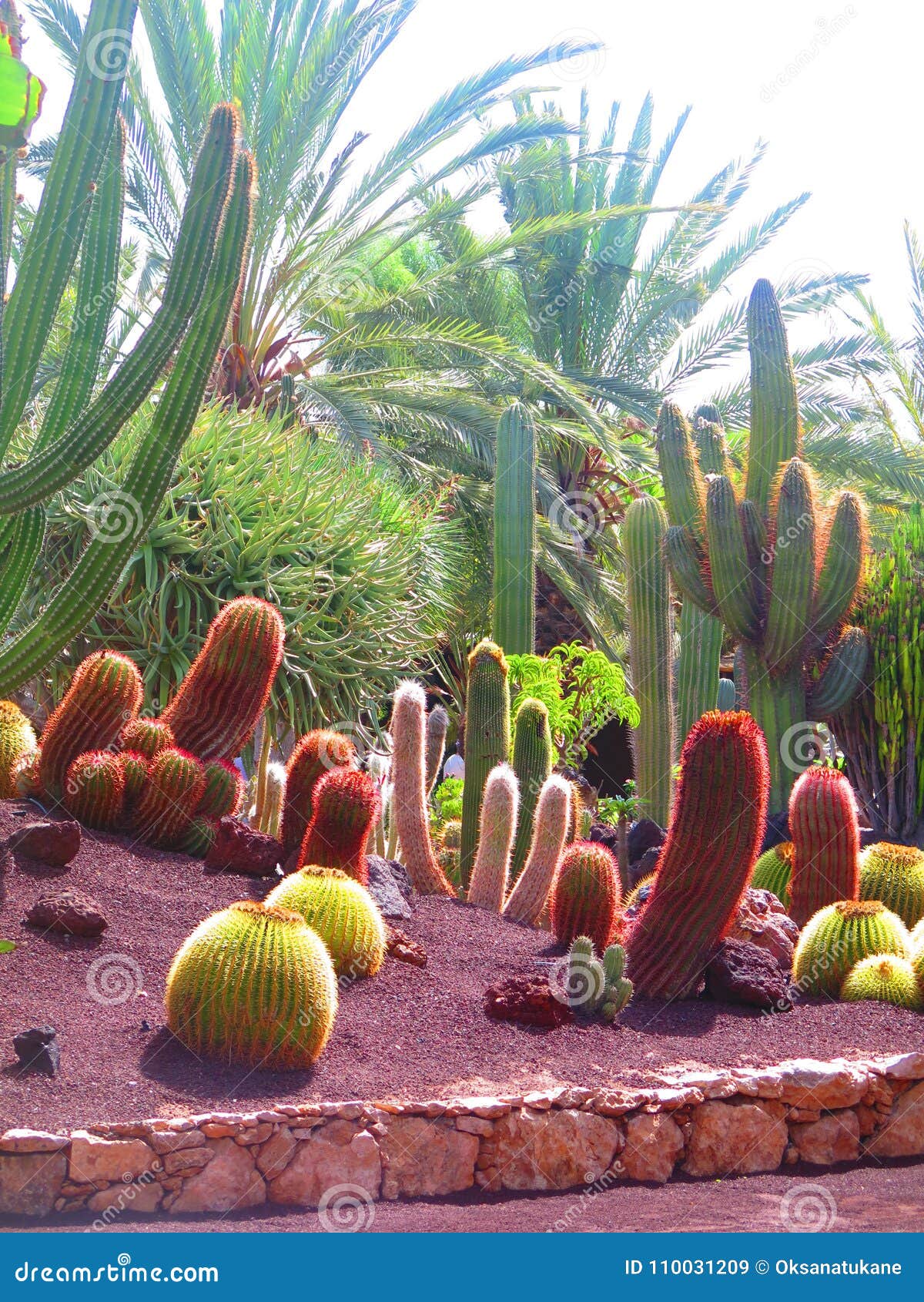 Red and green cacti stock image. Image of summer, desert - 110031209