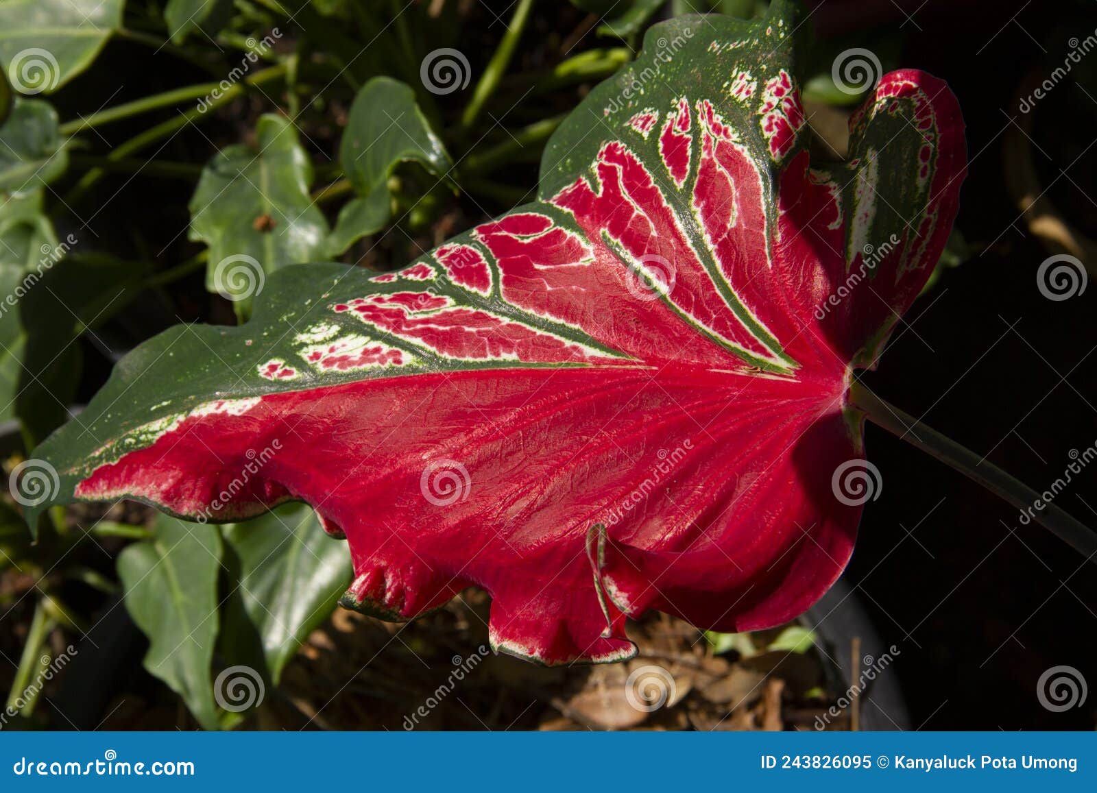 Red and green caladium stock image. Image of forest - 243826095