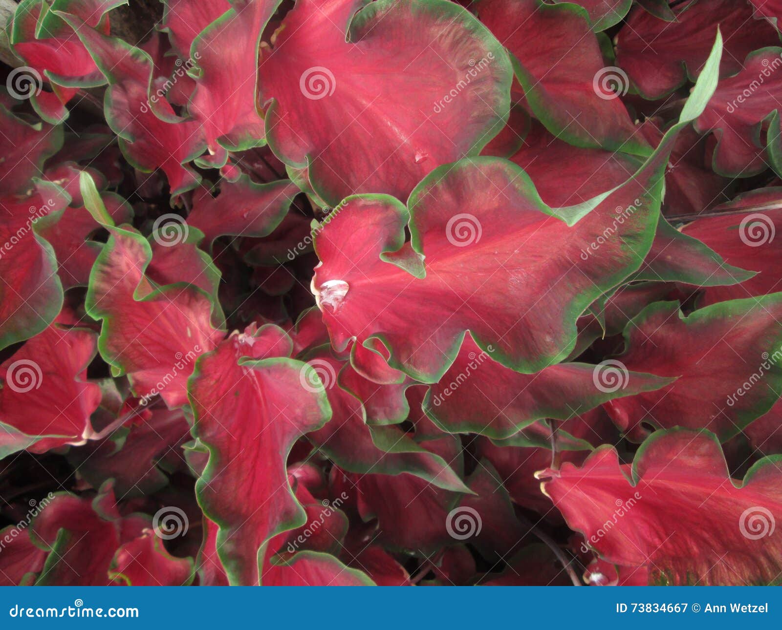 Red, Green Caladium Leaves stock image. Image of ruffled - 73834667