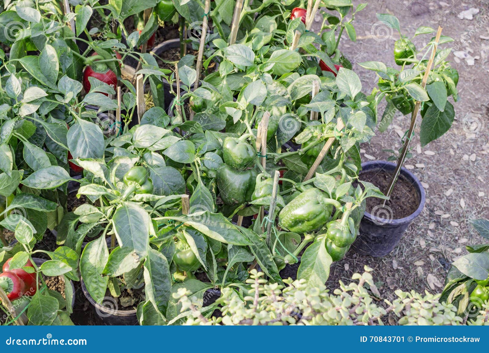 Red and Green Capsicum Plants Stock Image - Image of food, organic ...