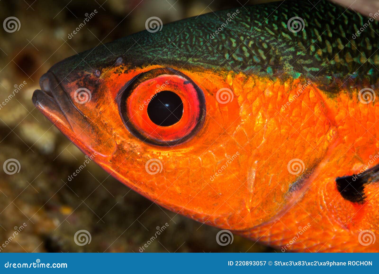 Red and Green Cardinal Fish Stock Image - Image of sealife, leisure ...
