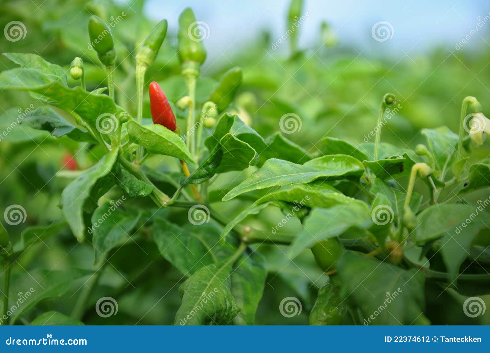 Red and Green Chilli stock photo. Image of group, chiili - 22374612
