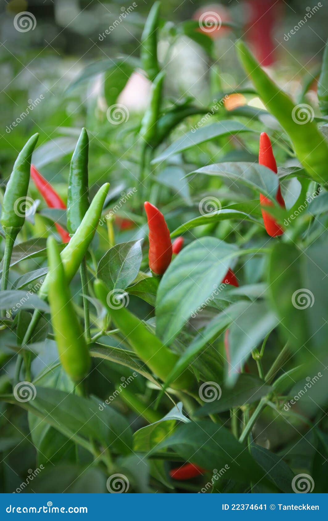 Red and Green Chilli stock image. Image of freshness - 22374641