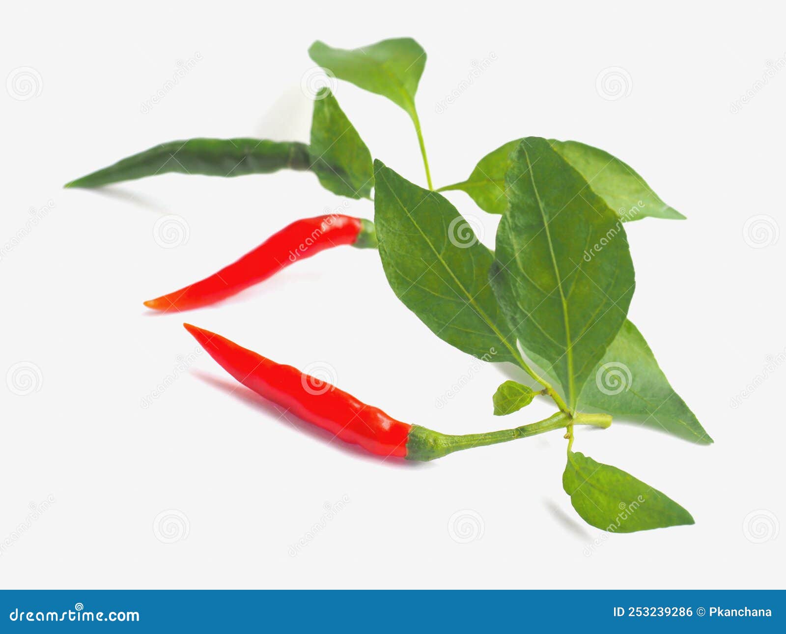 Red and Green Chilli with Leaves on White Background Stock Photo ...