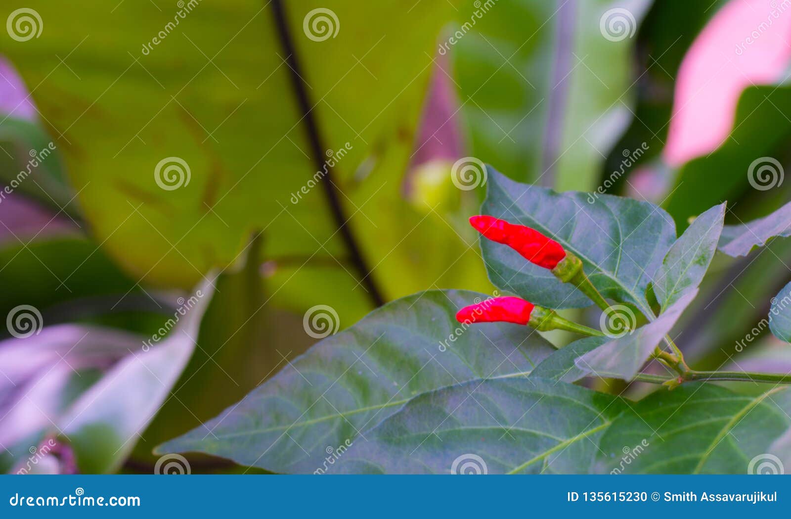 Chilli Pepper Tree in the Garden Stock Photo - Image of organic ...