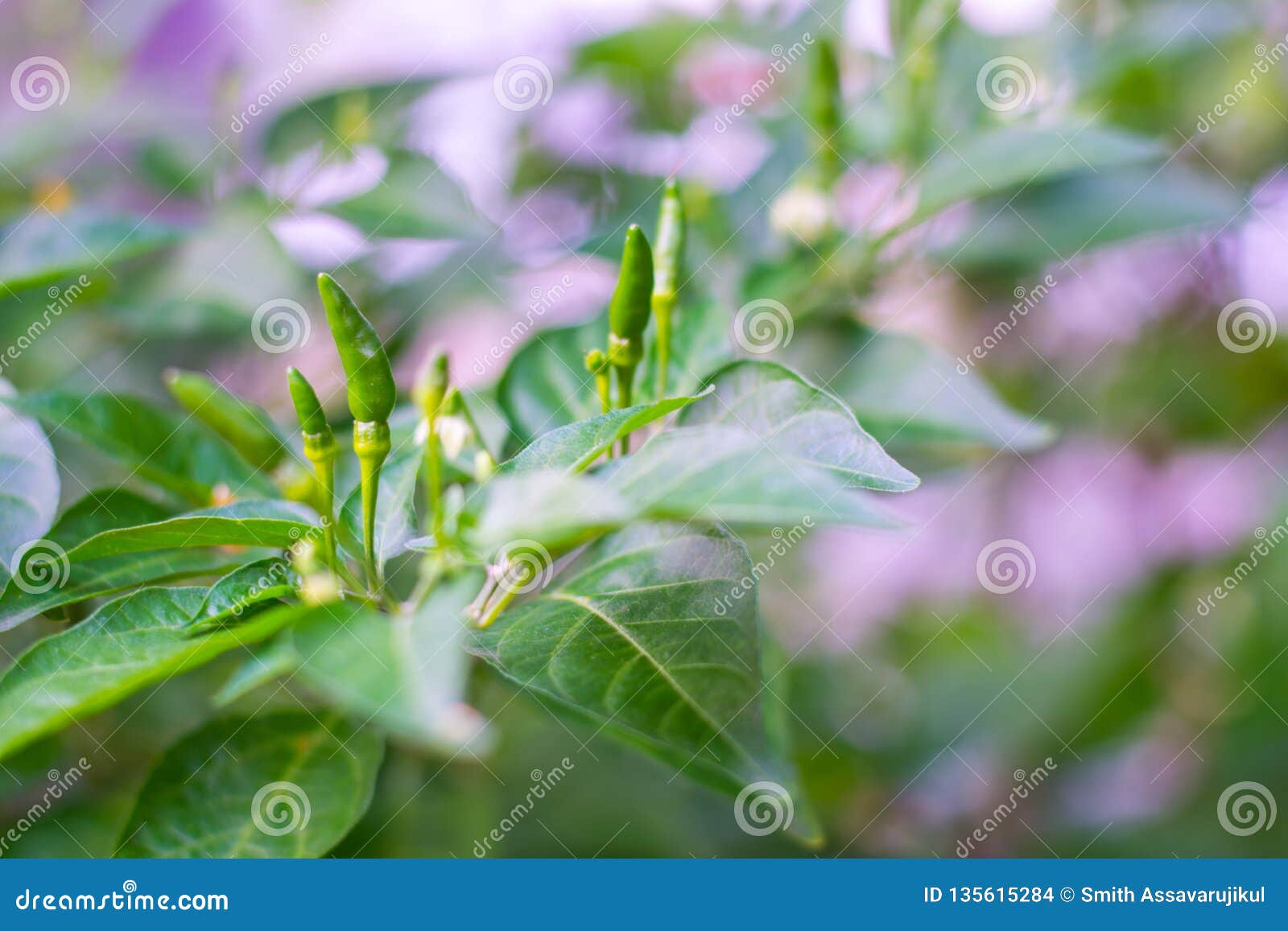 Chilli Pepper Tree in the Garden Stock Photo - Image of growth, plant ...