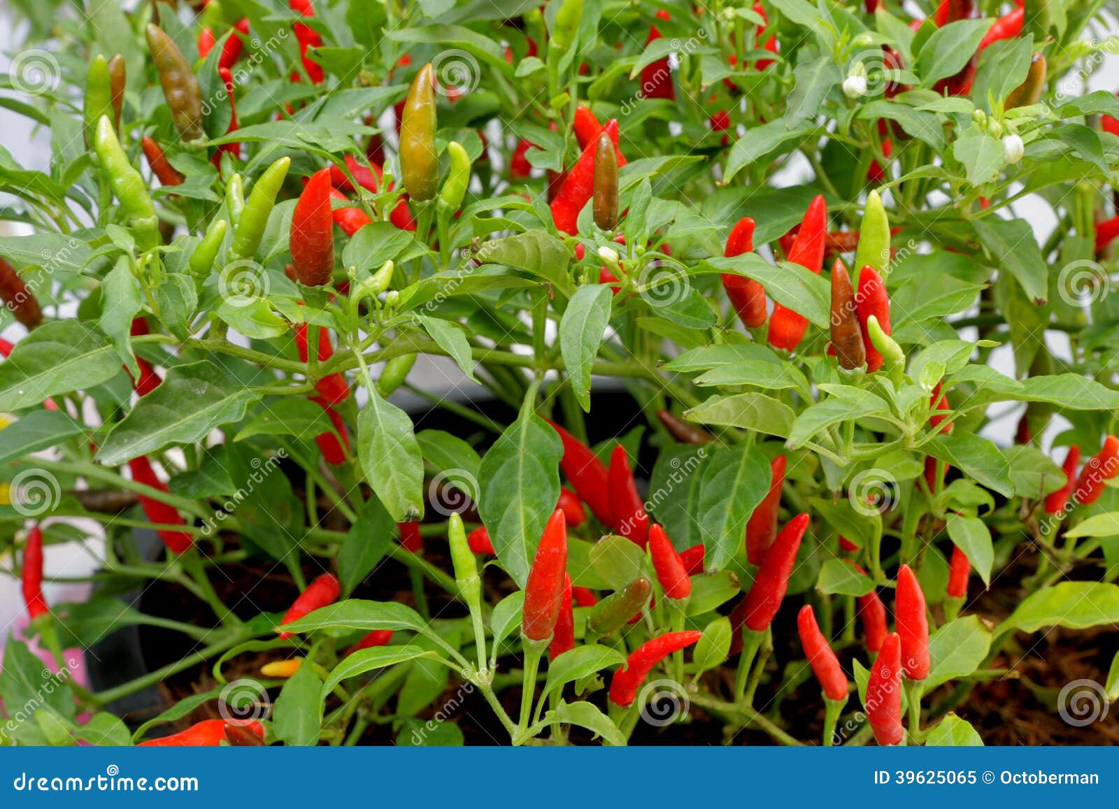 Red and Green Chilli Plant stock image. Image of pepper - 39625065