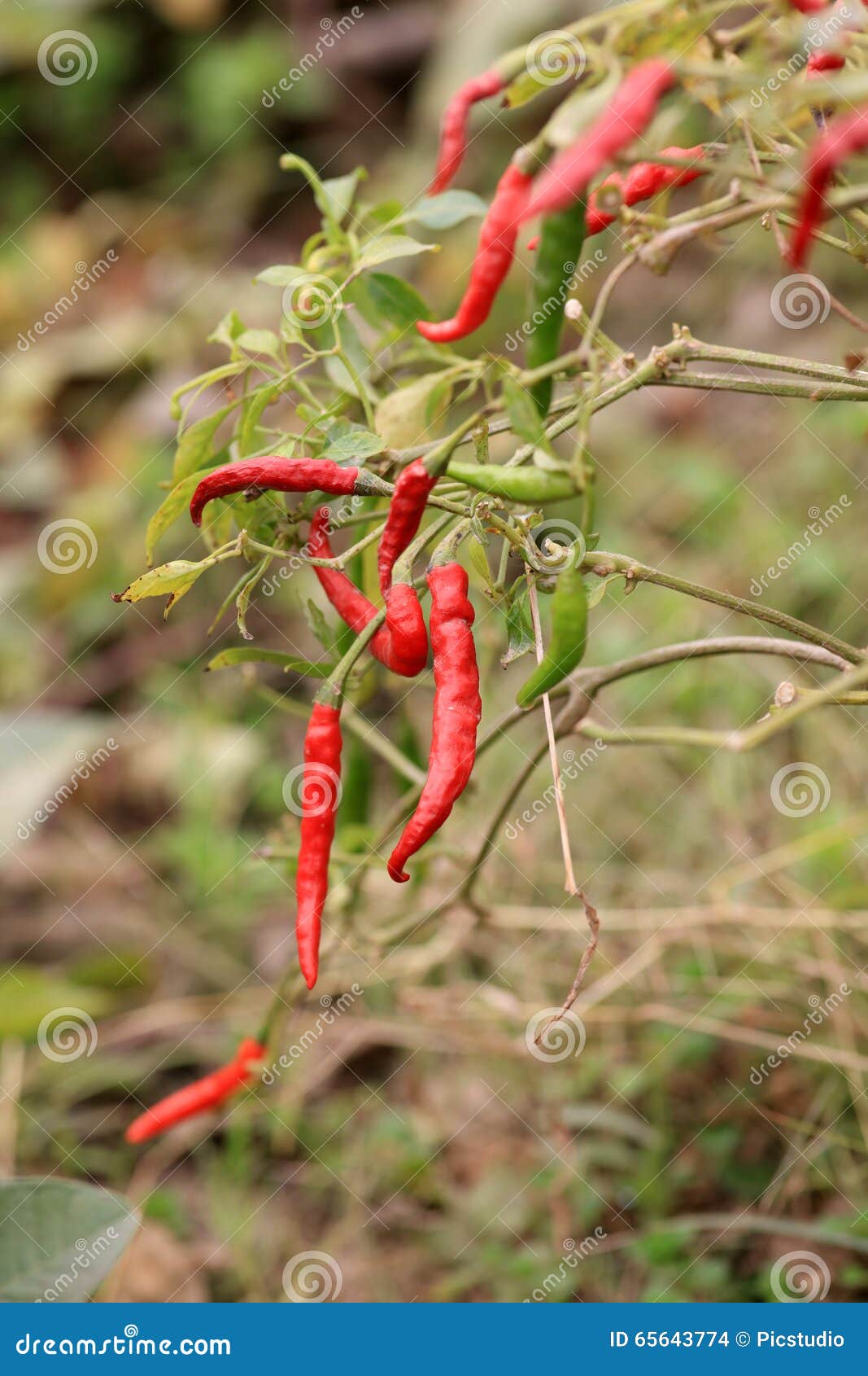 Red and green chillies stock photo. Image of greenery - 65643774