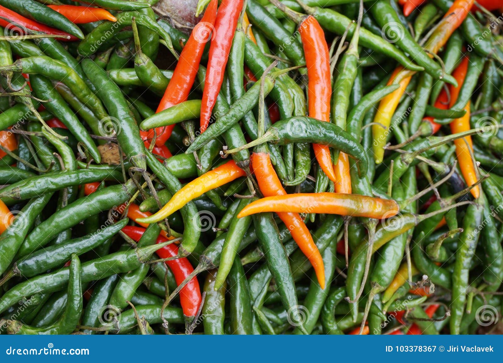 Red and Green Chilly Texture Stock Image - Image of green, group: 103378367