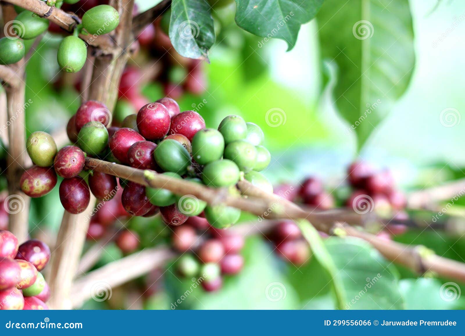 Red and Green Coffee Beans on Coffee Tree, Focused on Red Coffee Bean ...