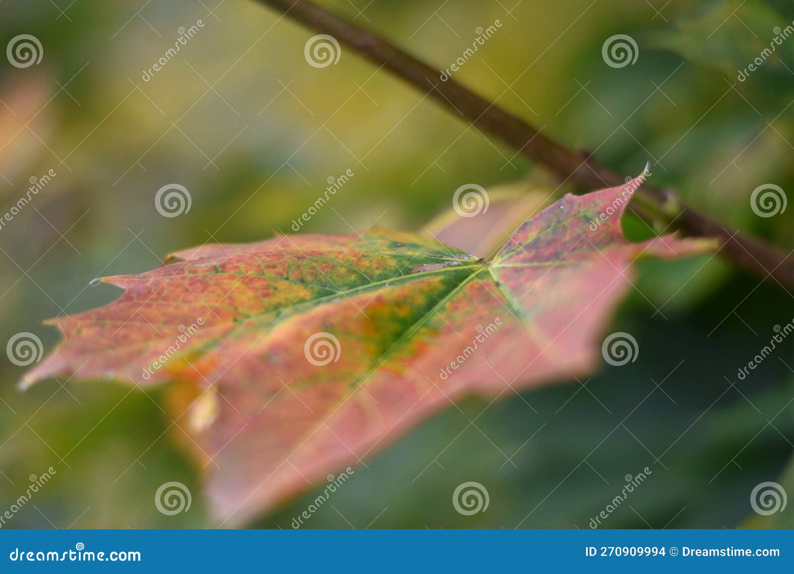 Red and Green Colored Leaf of a Maple Tree in Autumn Stock Photo ...