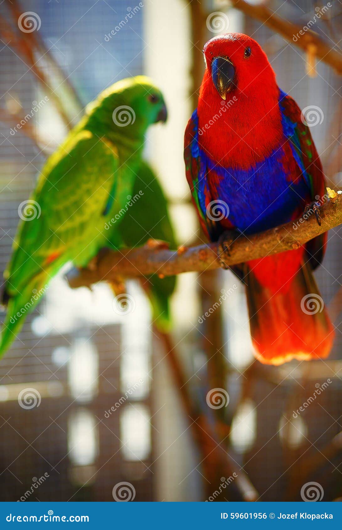 Red and Green Colored Parrots on Branch. Stock Photo - Image of outdoor ...