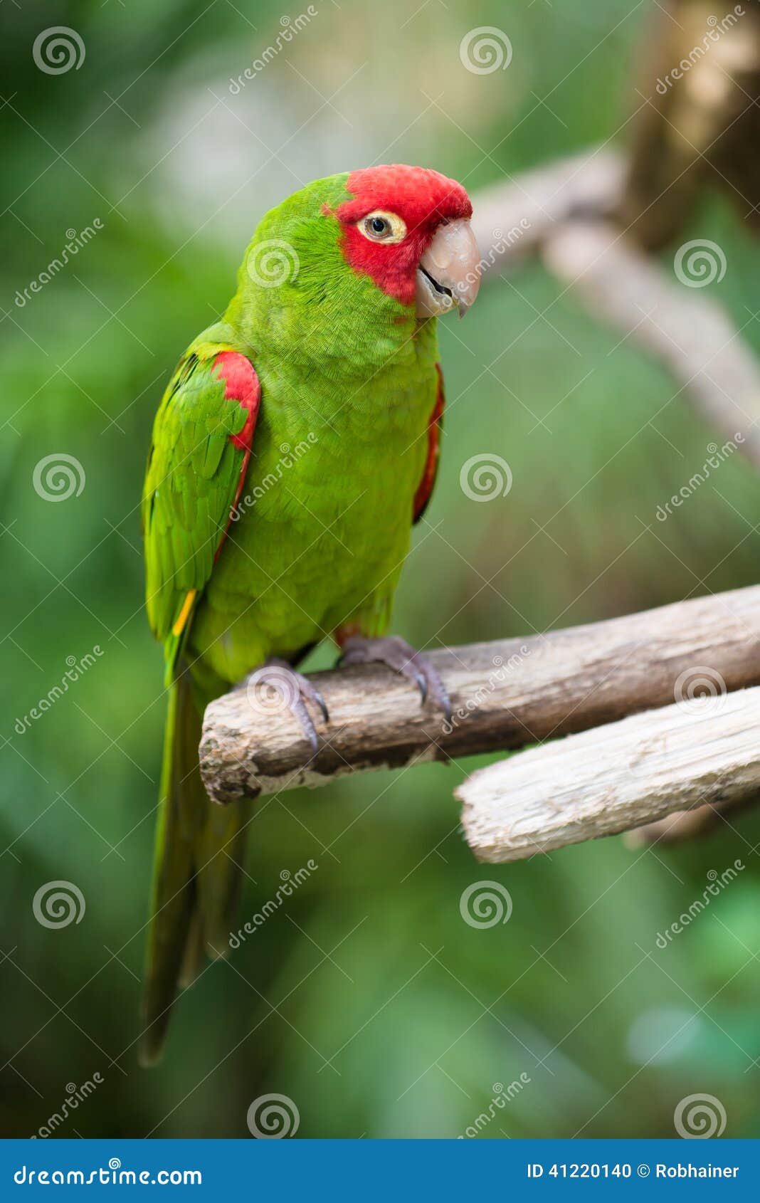 Red and Green Conure Parrot Stock Photo - Image of south, bird: 41220140