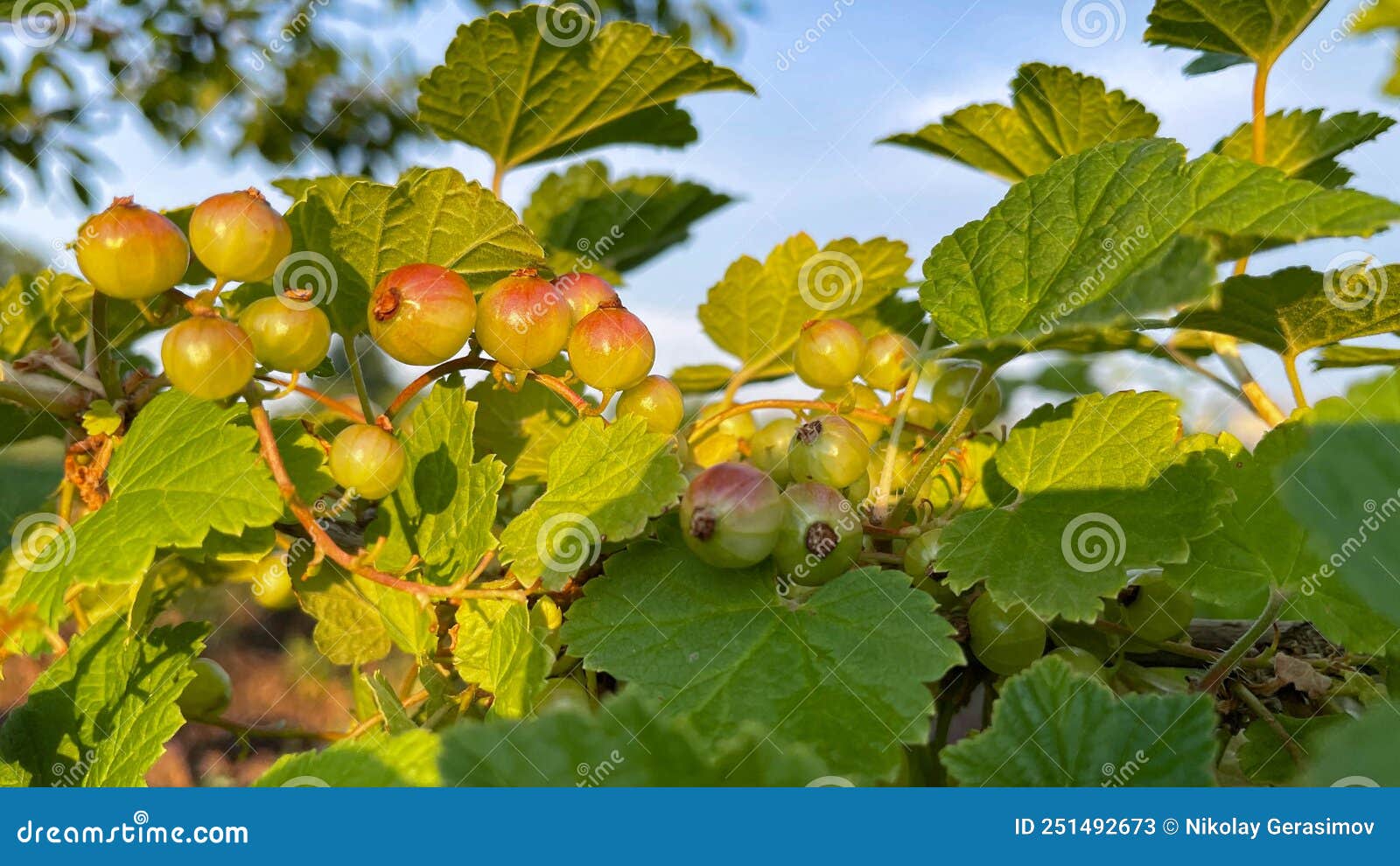 Red Green Current in the Process of Ripening Stock Image - Image of ...
