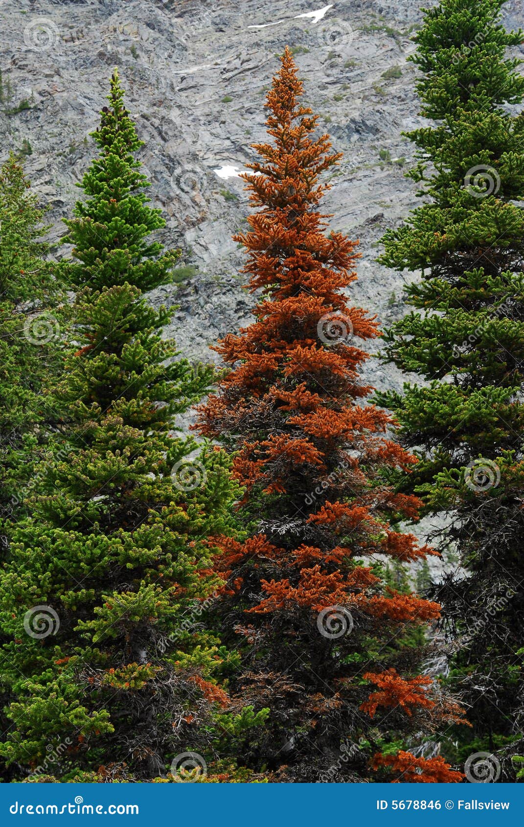 Red and green fir trees stock photo. Image of alberta - 5678846