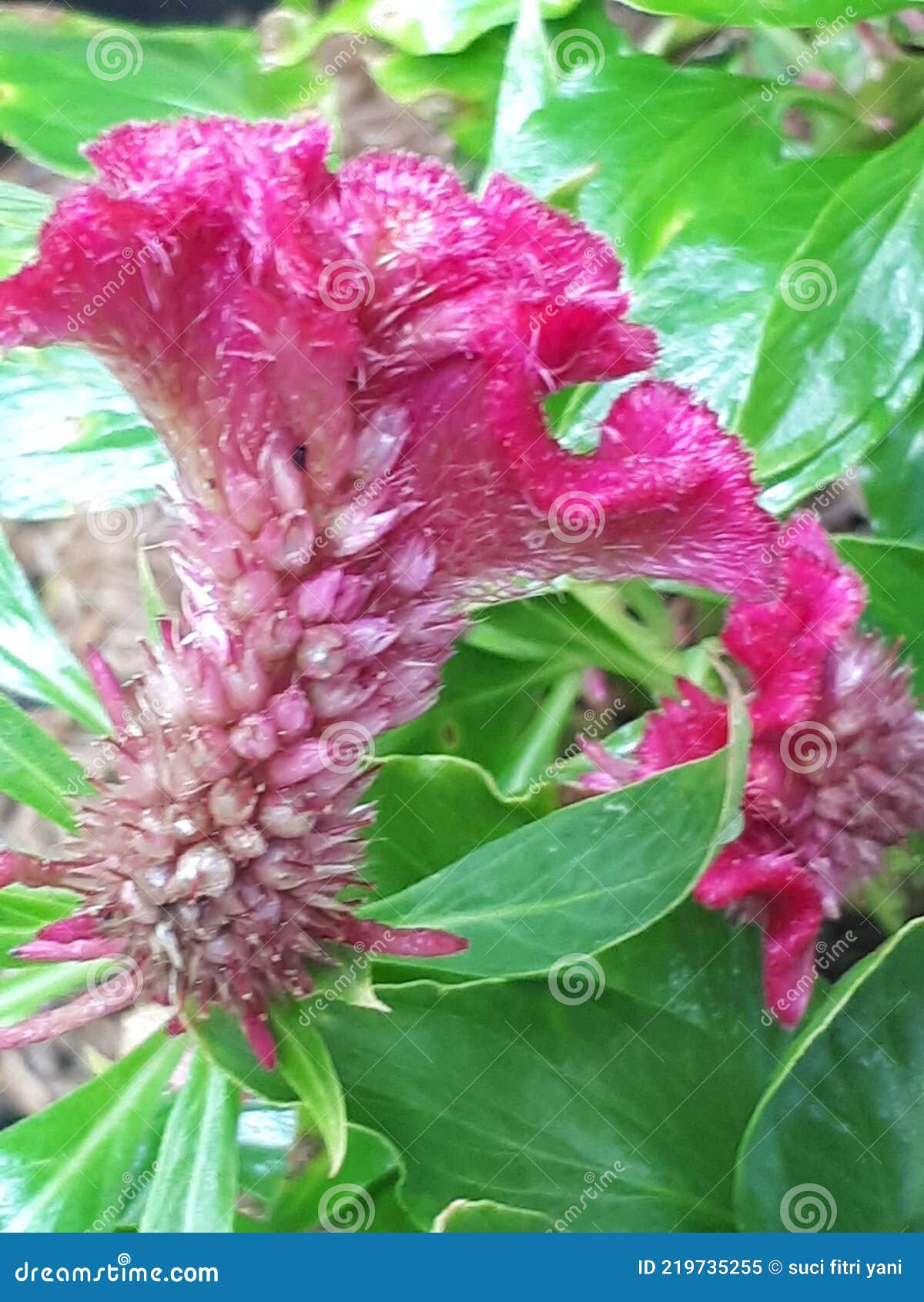 Red Green Flower in the Garden Stock Image - Image of flower, plant ...