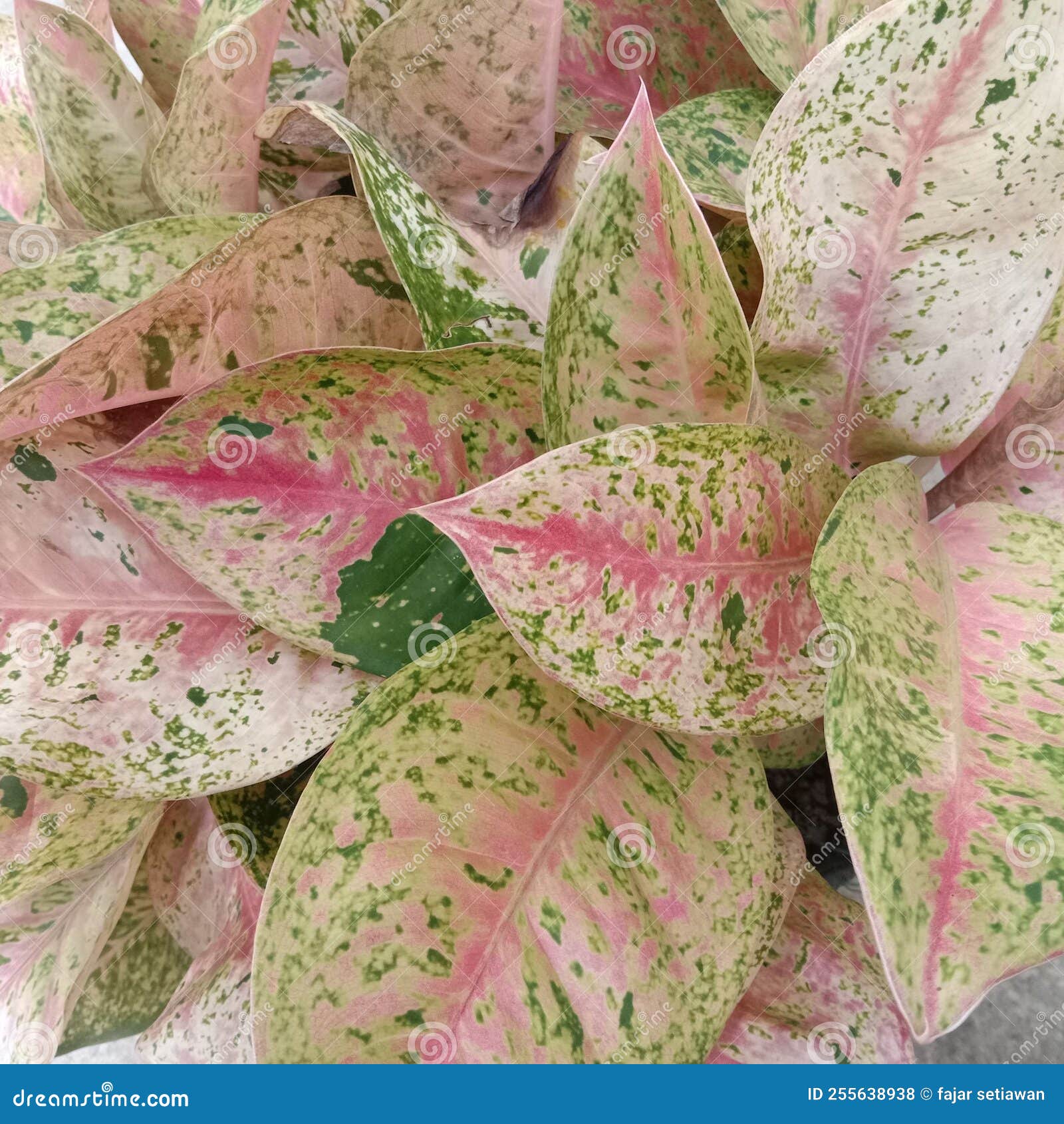 Red and Green Flower Leaves Stock Photo - Image of green, flower: 255638938