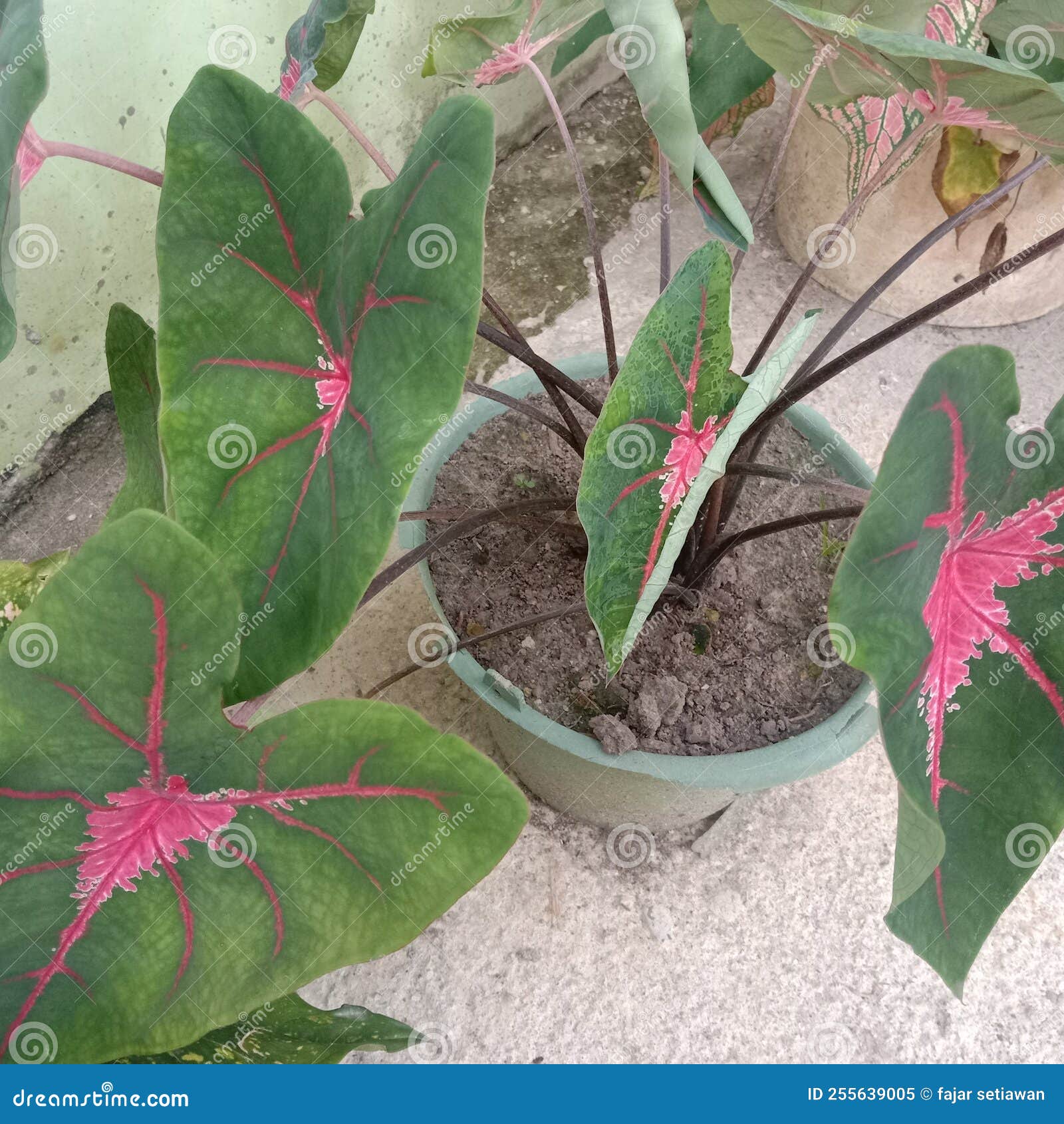 Red and Green Flower Leaves Stock Image - Image of water, green: 255639005