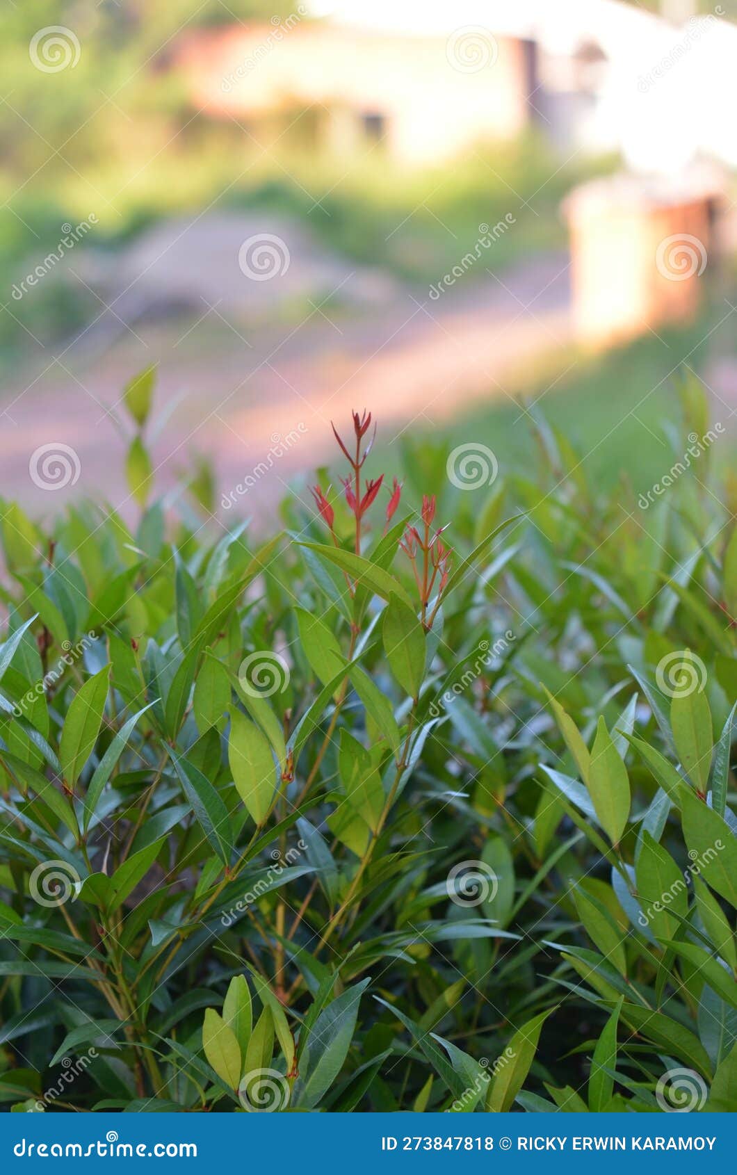 Red Green Flower Pucuk Merah Stock Photo - Image of merah, green: 273847818