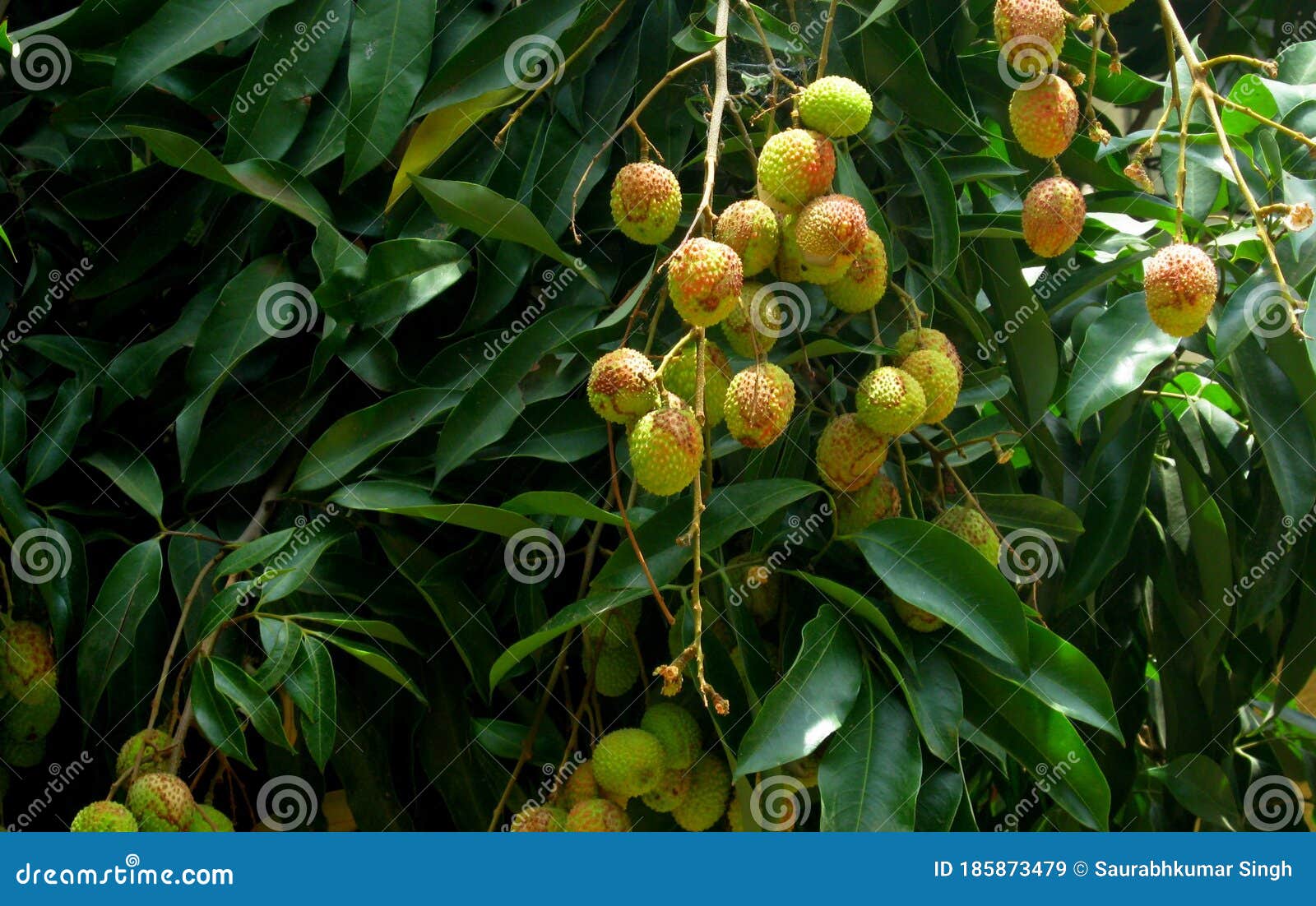 Red Green and Fresh Lychee in the Tree Stock Image - Image of asian ...