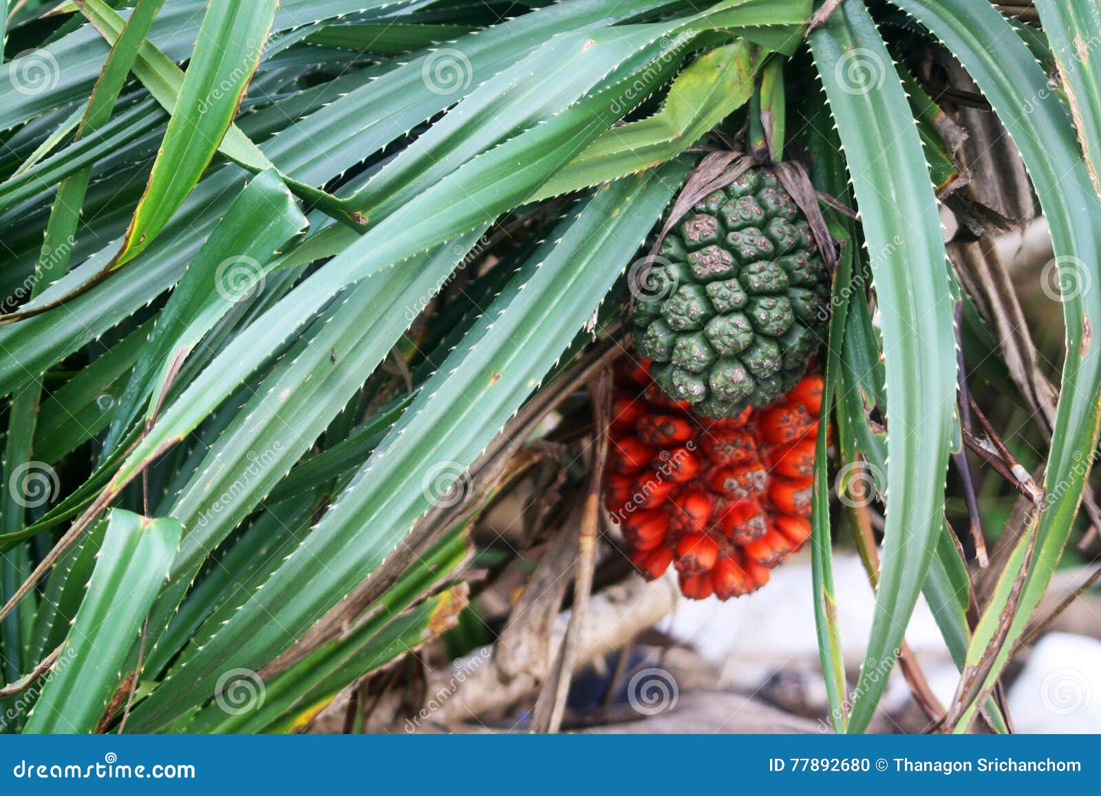 The Red and Green Fruit of the Hala Pandanus Tectorius Stock Photo ...