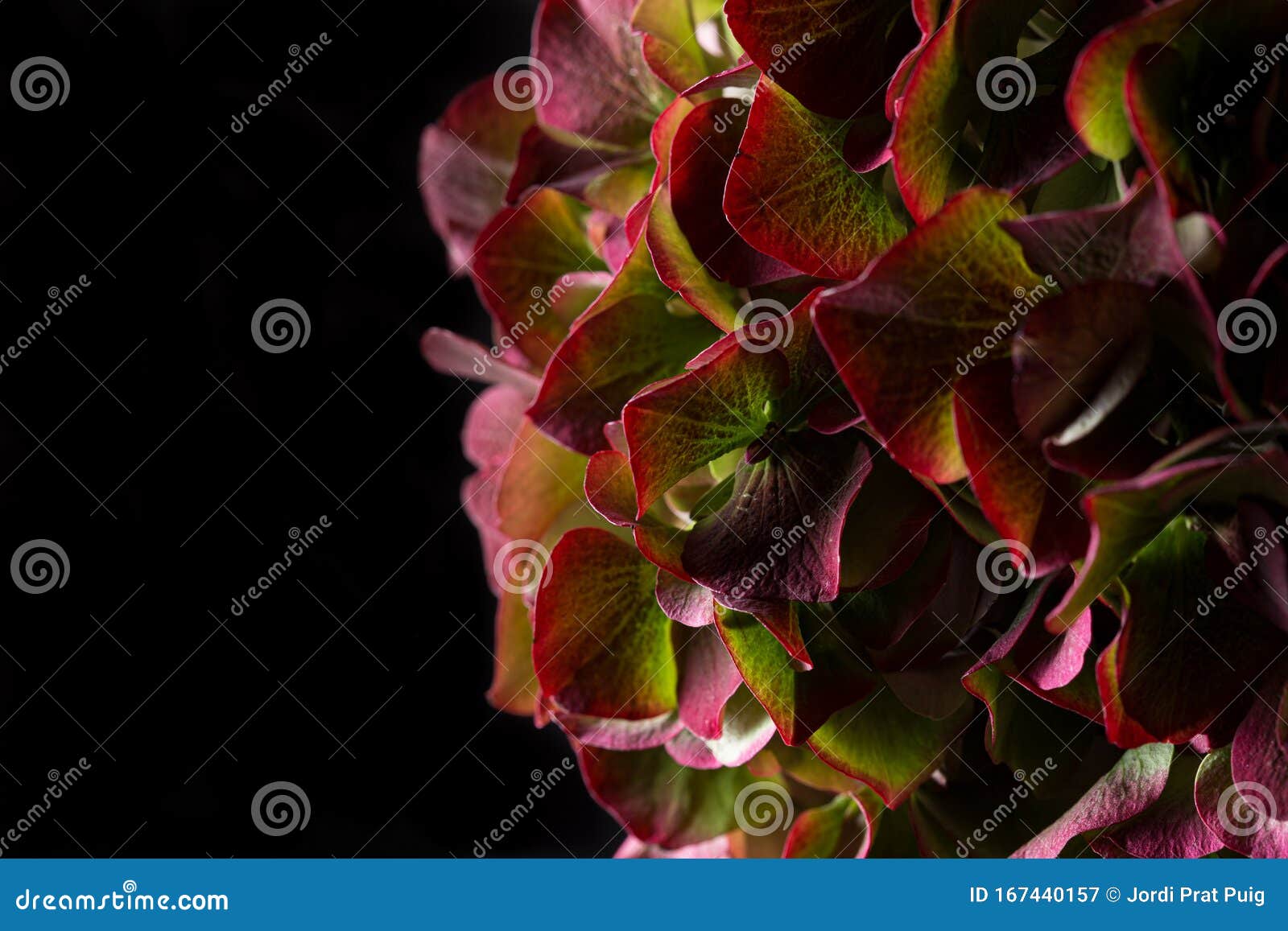 Red and Green Hydrangea Flower in Bloom on a Black Background Stock ...