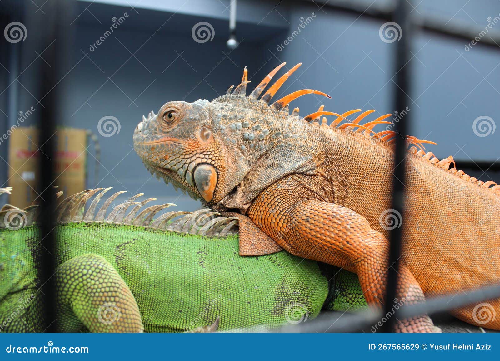 Red and Green Iguanas in a Cage Stock Image - Image of difference, pets ...