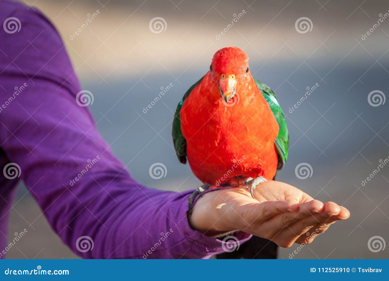 Red Green King Parrot Perching on Human Female Hand. Stock Photo ...