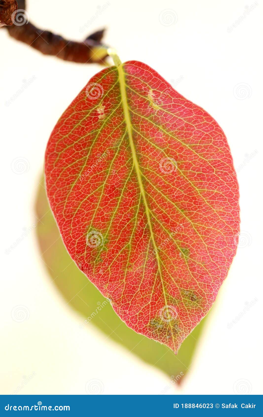 Red and Green Leaf stock image. Image of farm, agriculture - 188846023