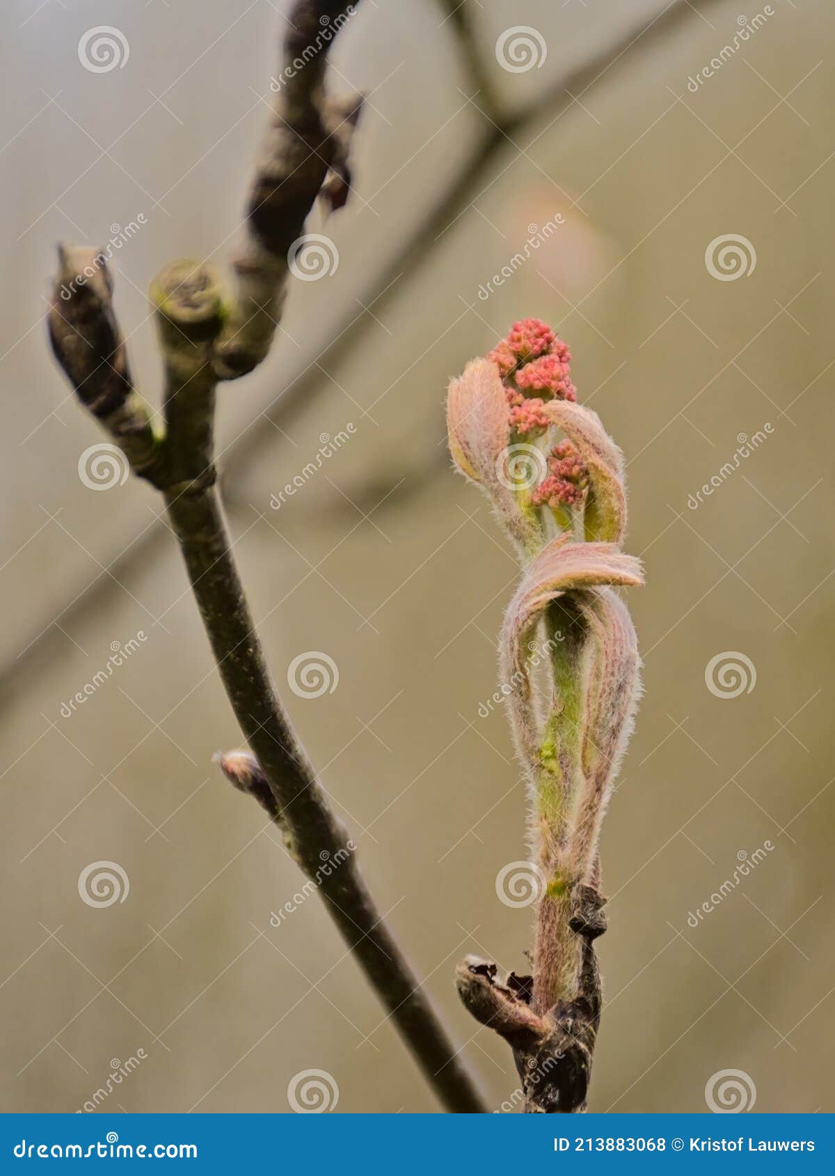 Red and Green Leaf Bud of a Maple Tree Stock Photo - Image of natural ...