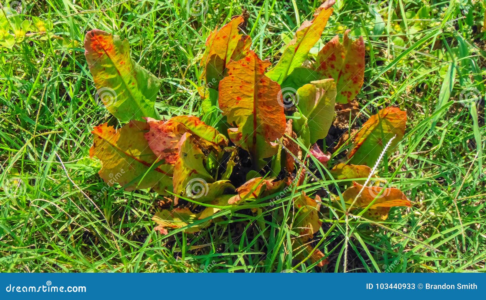 Red and Green Leaf Texas Weed Stock Image - Image of color, natural ...