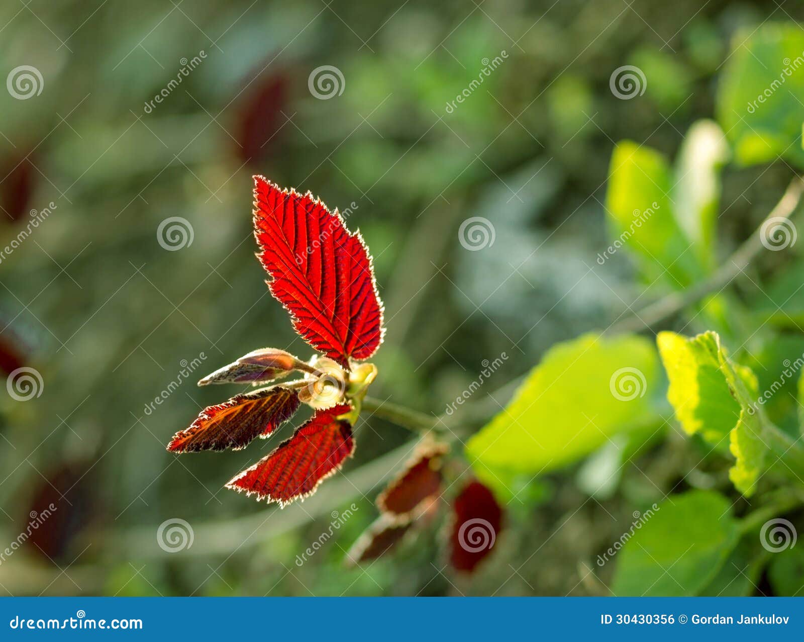 Red and Green Leaves in April Stock Photo - Image of leaves, focus ...