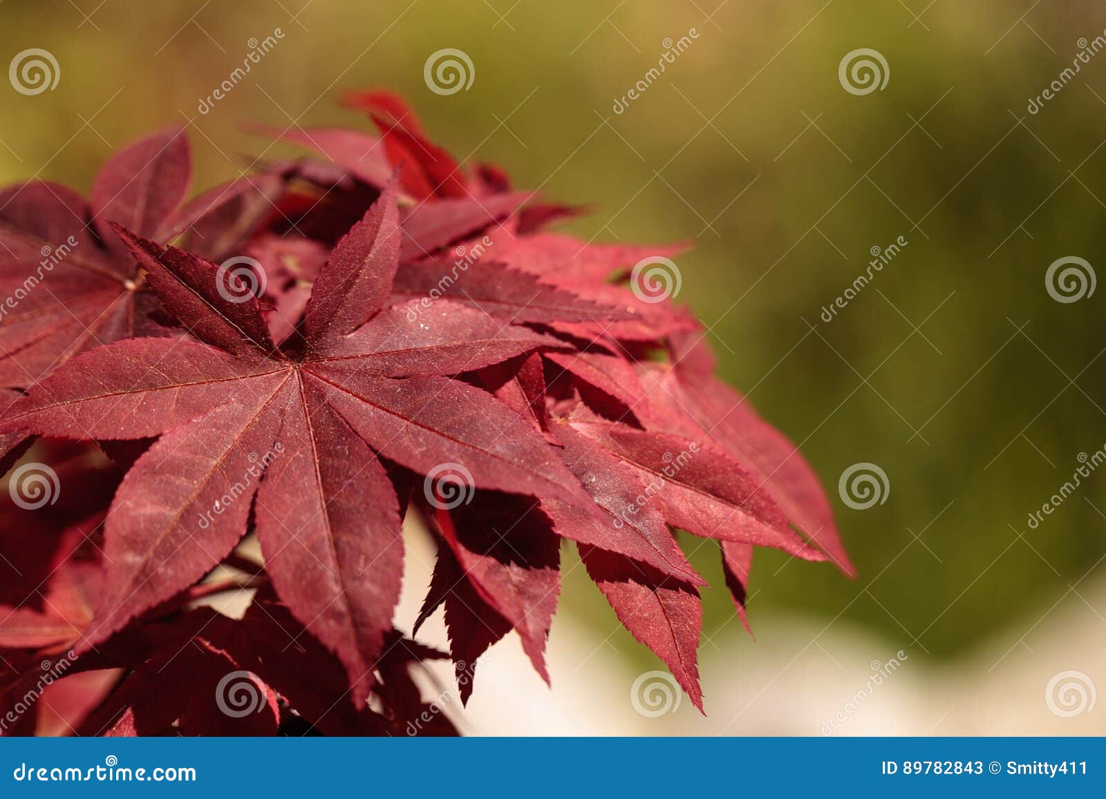 Red and Green Leaves on a Japanese Maple Tree Stock Image - Image of ...