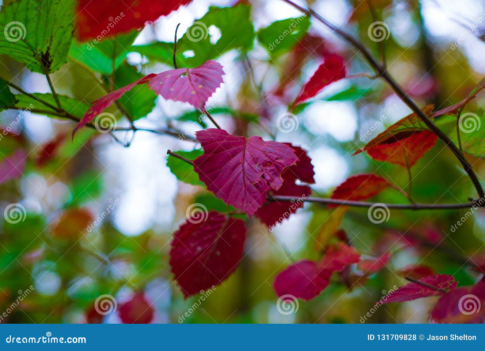 Red Leaved on a Tree in the Fall Stock Photo - Image of forest, leaves ...