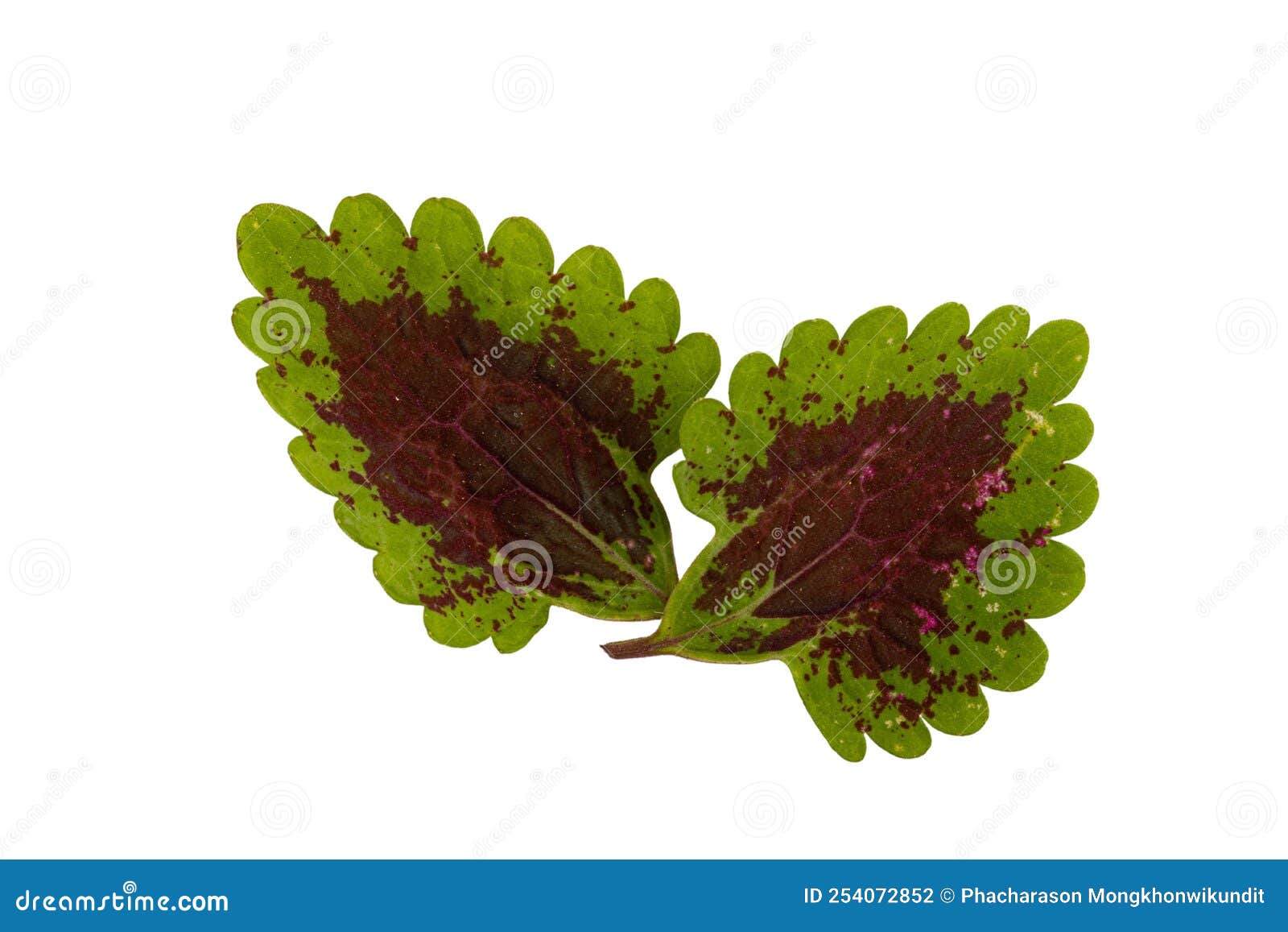 Red Green Leaves on a White Background Stock Photo - Image of natural ... Red Green Leaves on a White Background Stock Photo - Image of natural ...