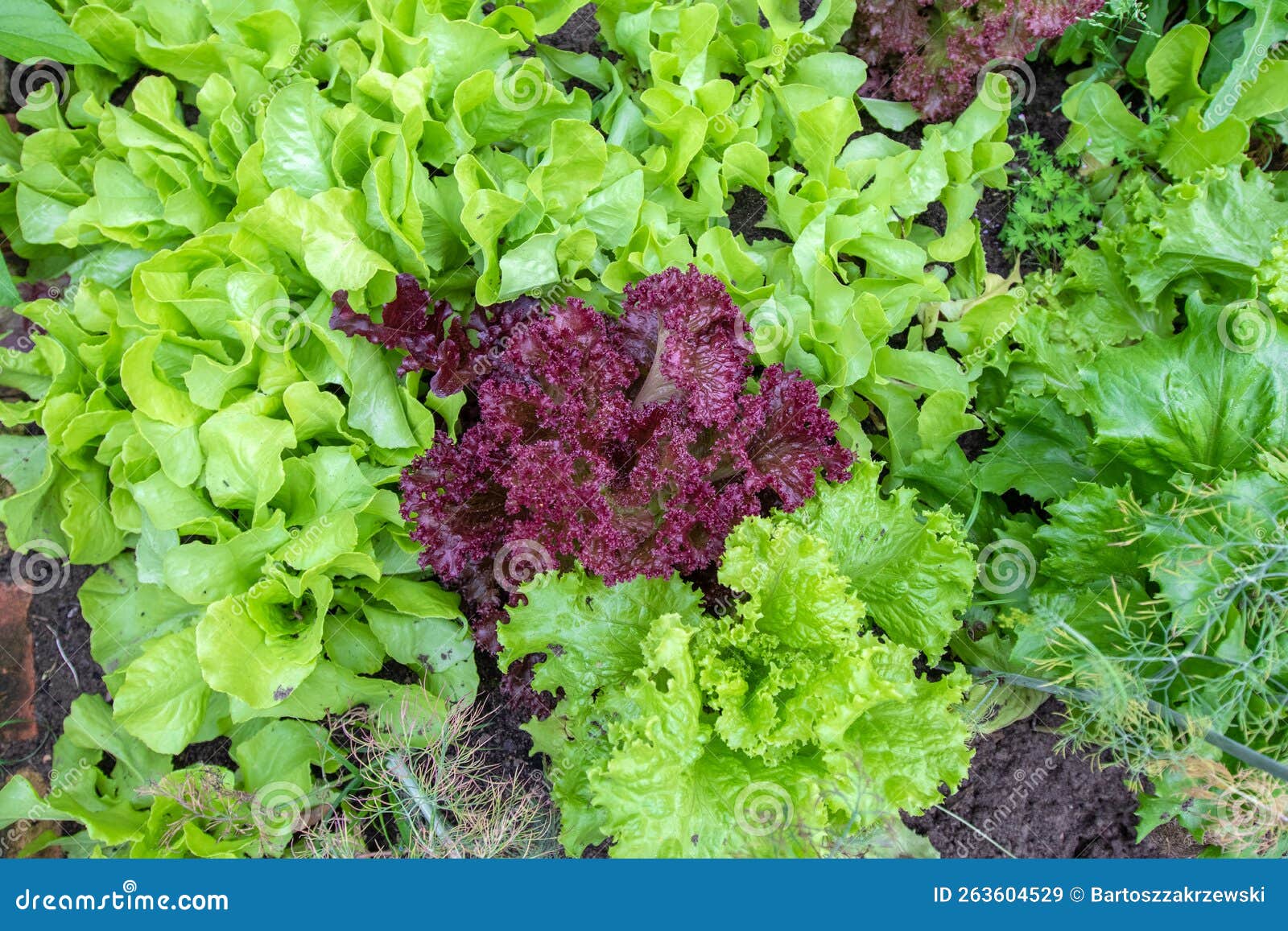 Red and Green Lettuce in the Garden Stock Image - Image of lettuce ...