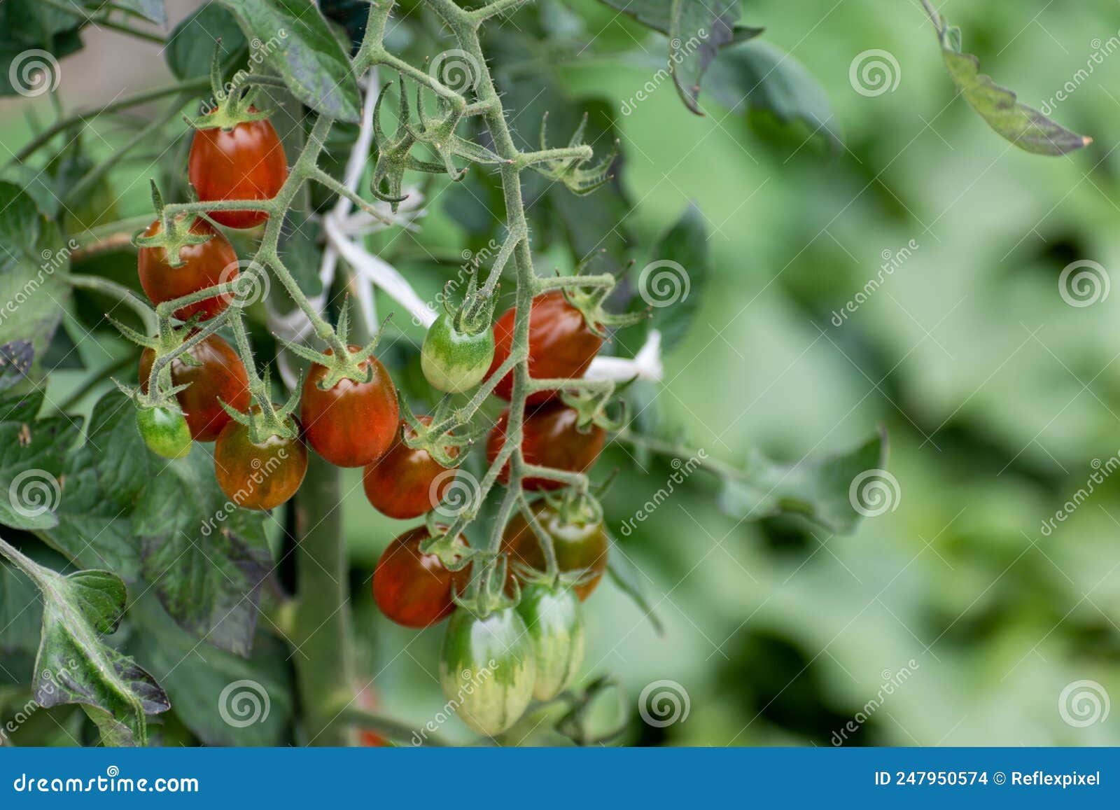 Red and Green Long Cherry Tomatoes Growing on the Plant Stock Photo ...