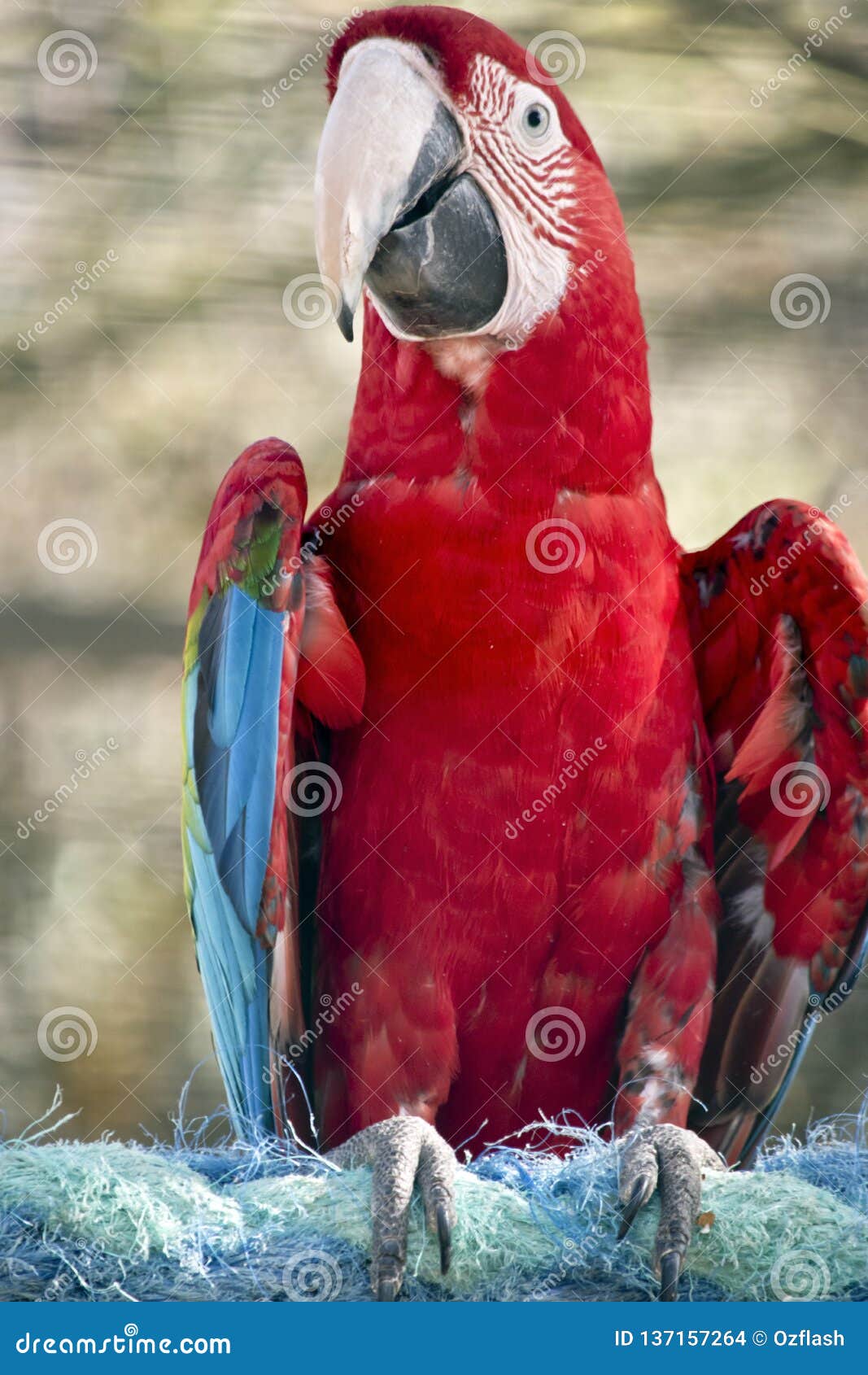 Red-and-green Macaw or Also Known As Green-winged Macaw Stock Photo ...
