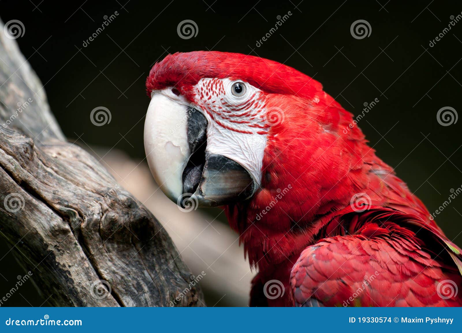 Red-and-green Macaw - (Ara Chloroptera) Stock Photo - Image of outdoors ...