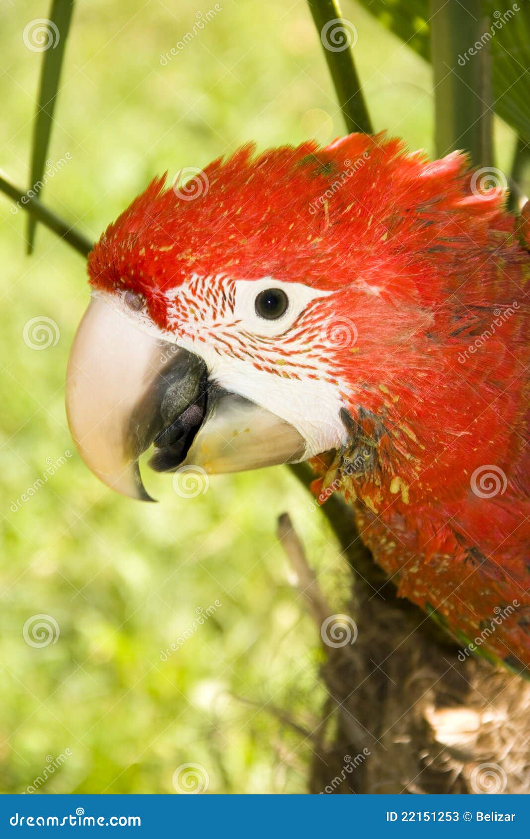 Red-and-green Macaw (Ara Chloroptera) Stock Image - Image of young ...