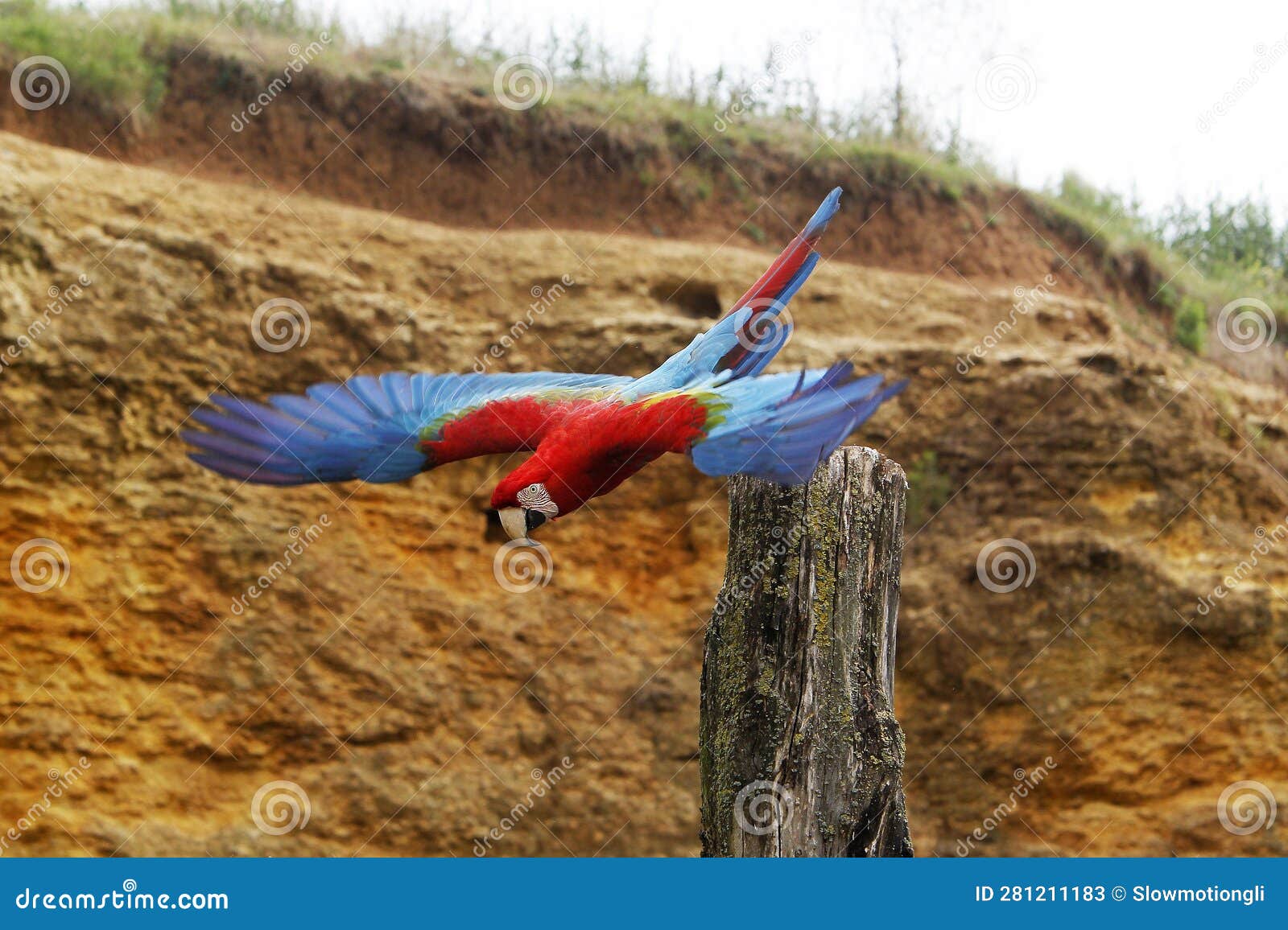 Red-and-Green Macaw, Ara Chloroptera, Adult in Flight Stock Image ...